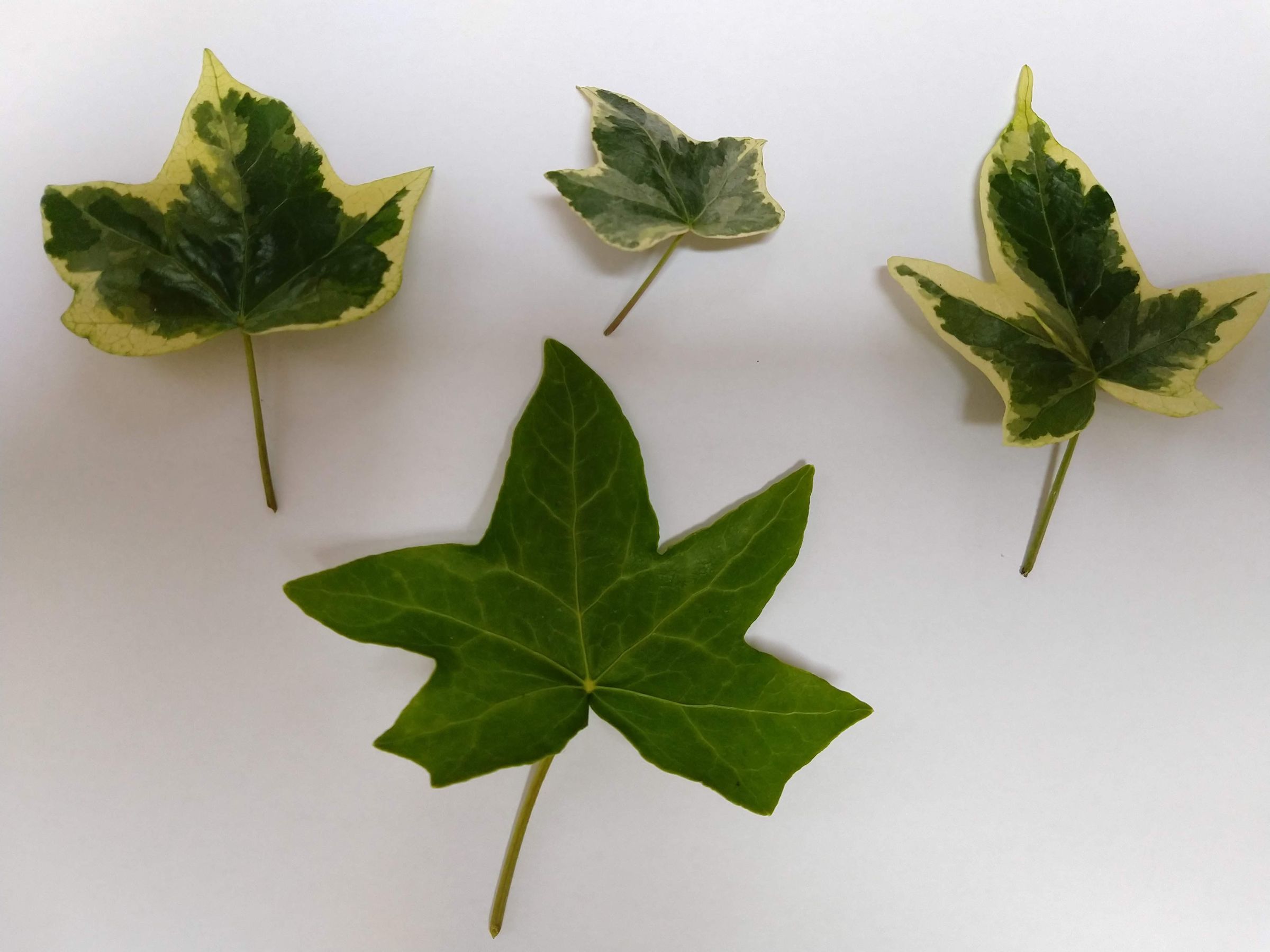 Leather Ivy Leaf Coin / Jewellery Tray : 16 Steps (with Pictures ...