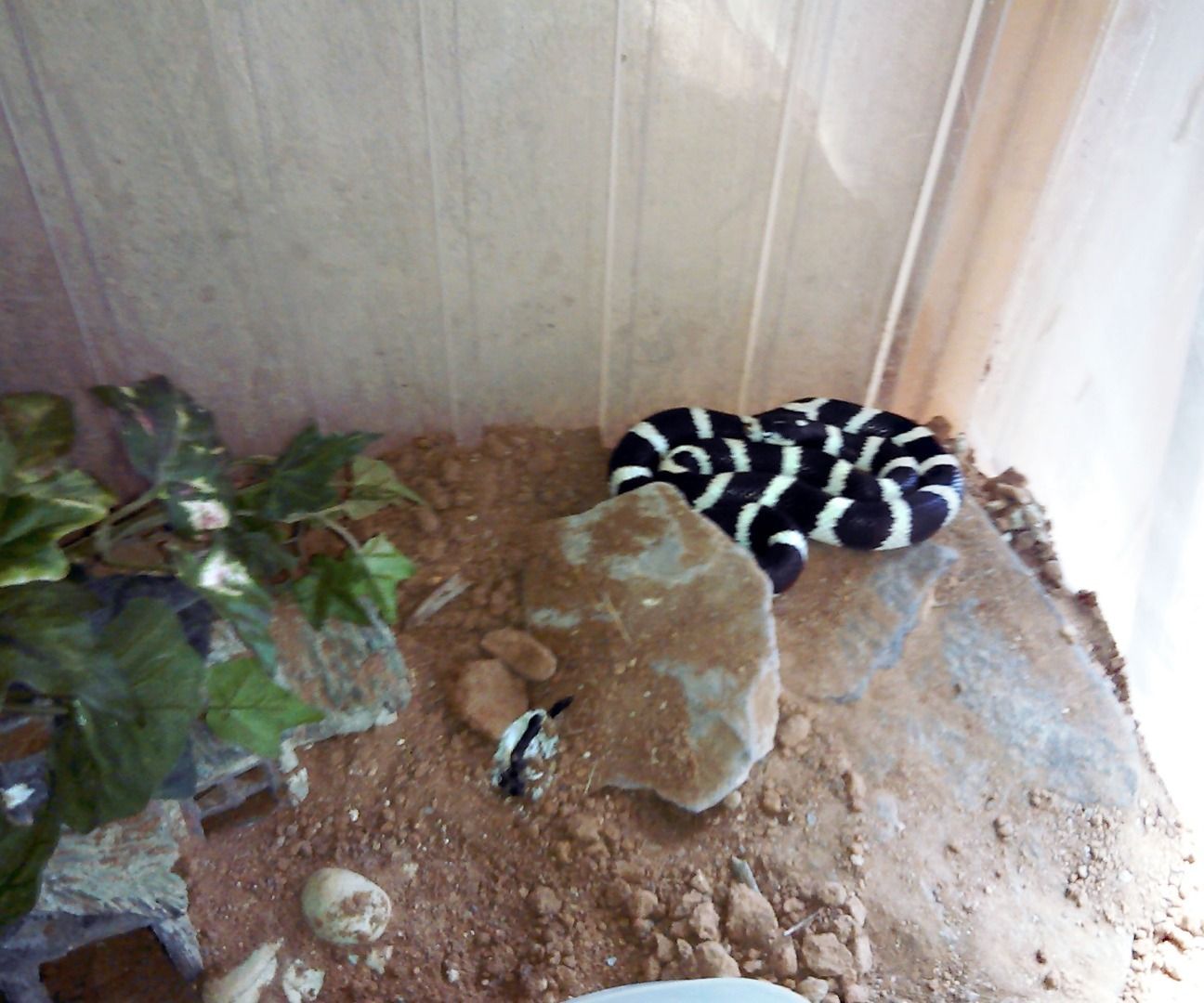 Simple Snake-Catching Snare : 4 Steps (with Pictures) - Instructables