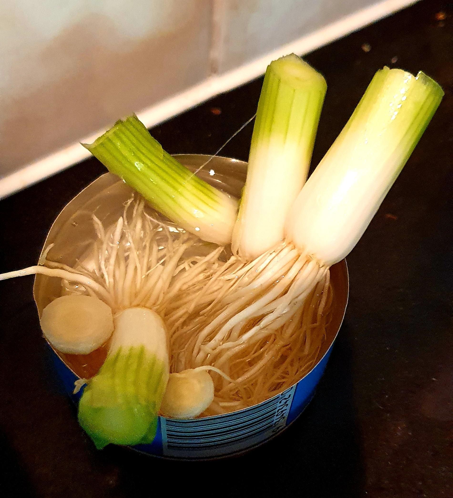 Re-growing Spring Onions : 8 Steps (with Pictures) - Instructables