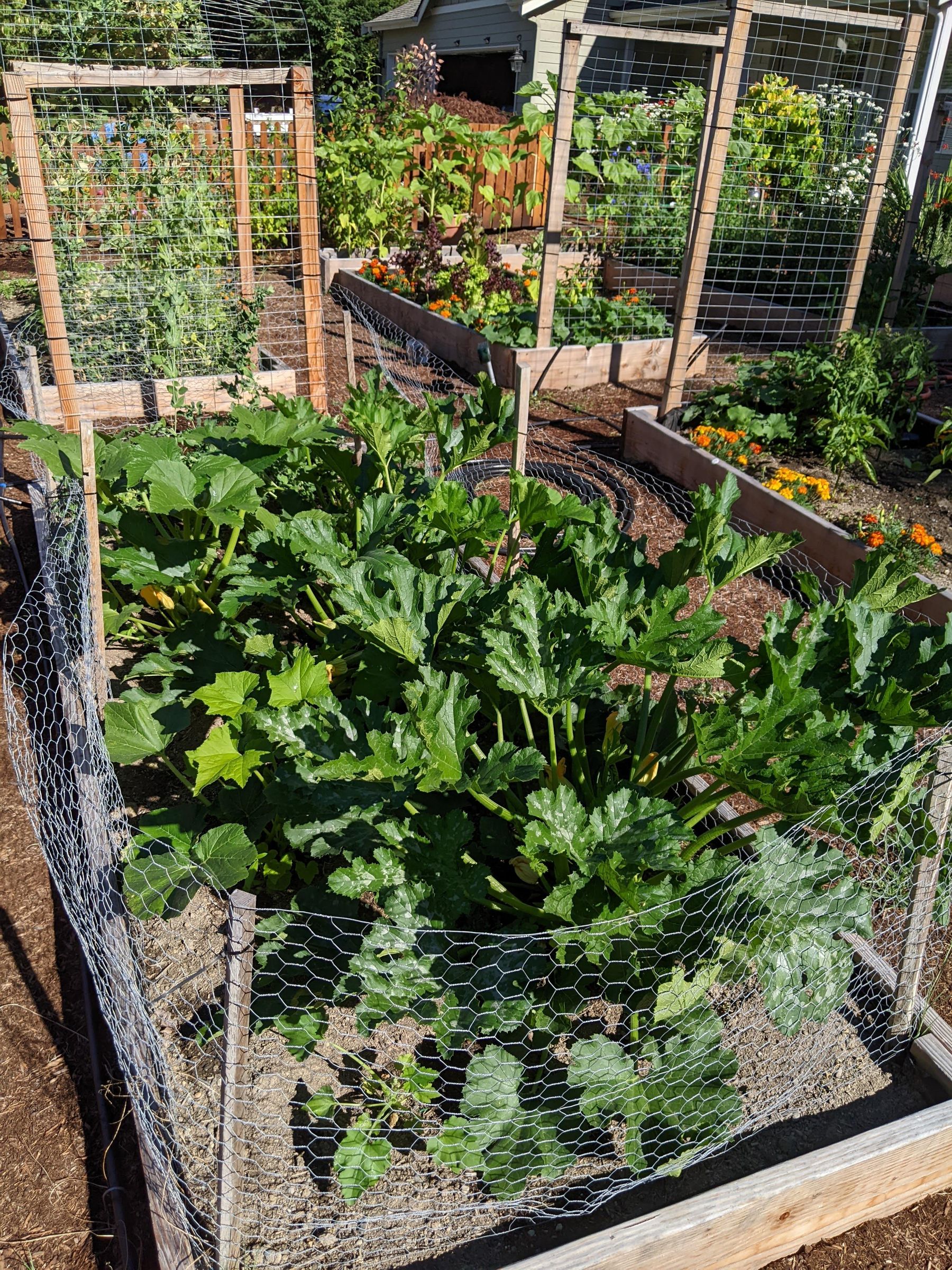 DIY: Transforming My Front Yard From Grass to a Vegetable Garden : 8 ...