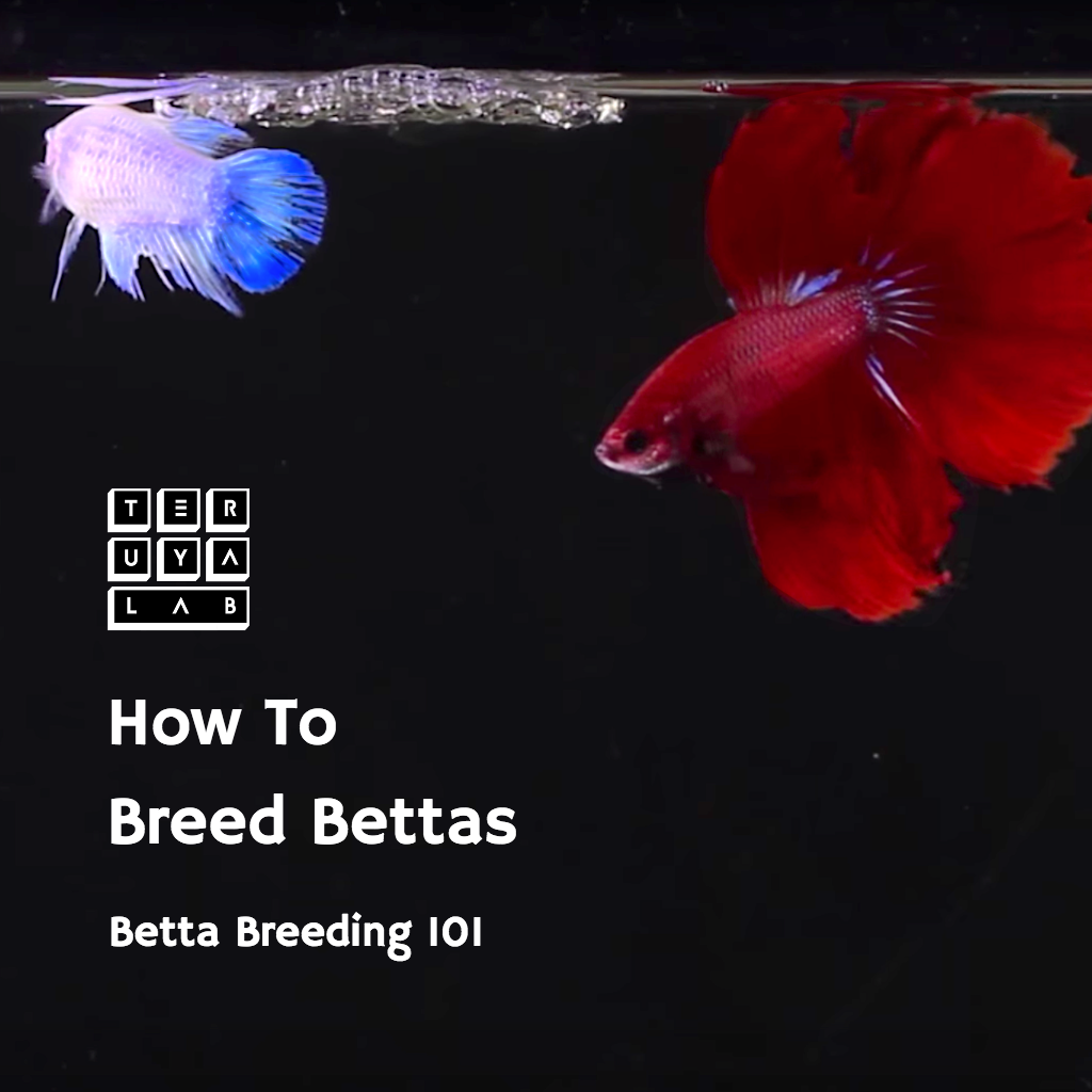 Fighter Fish Breeding Time