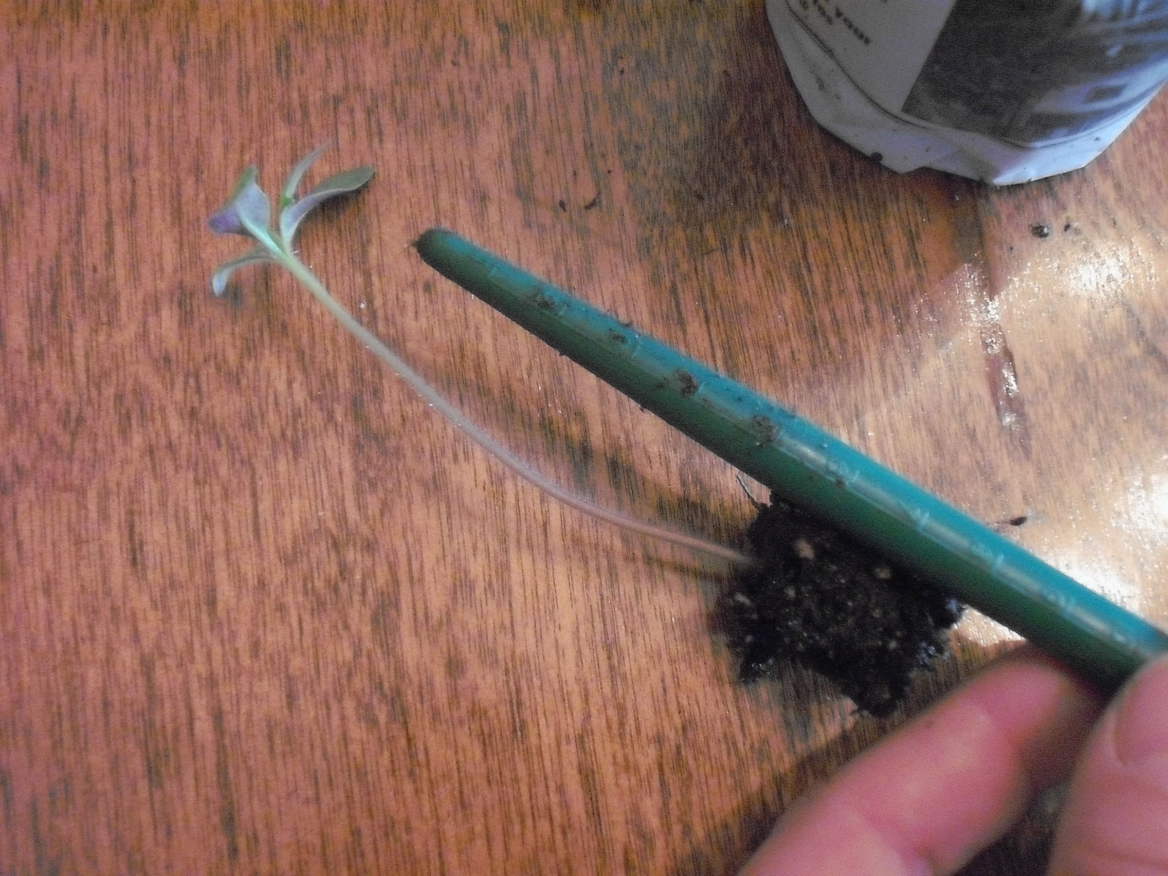 Making Paper Plant Pots : 8 Steps - Instructables
