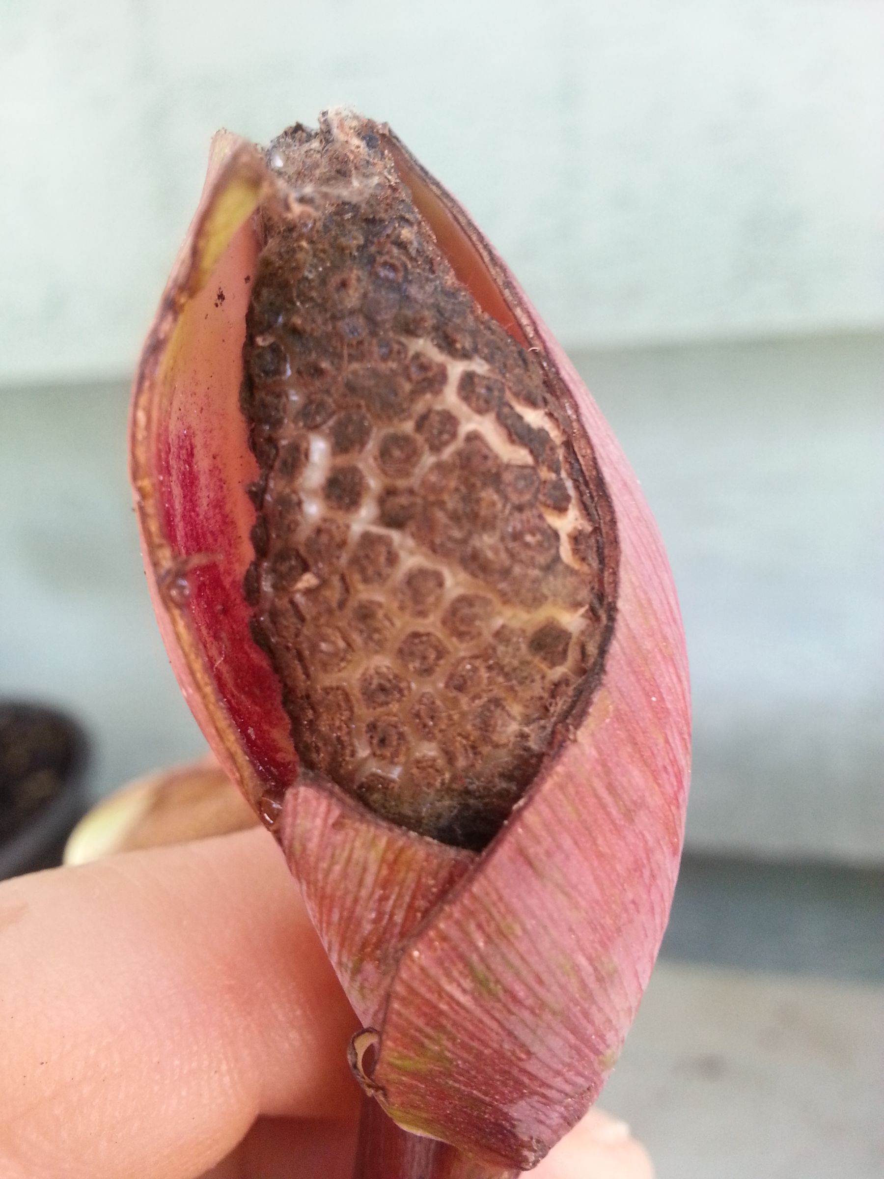 Hybridizing Caladiums -(making Caladium Babies) : 13 Steps (with ...