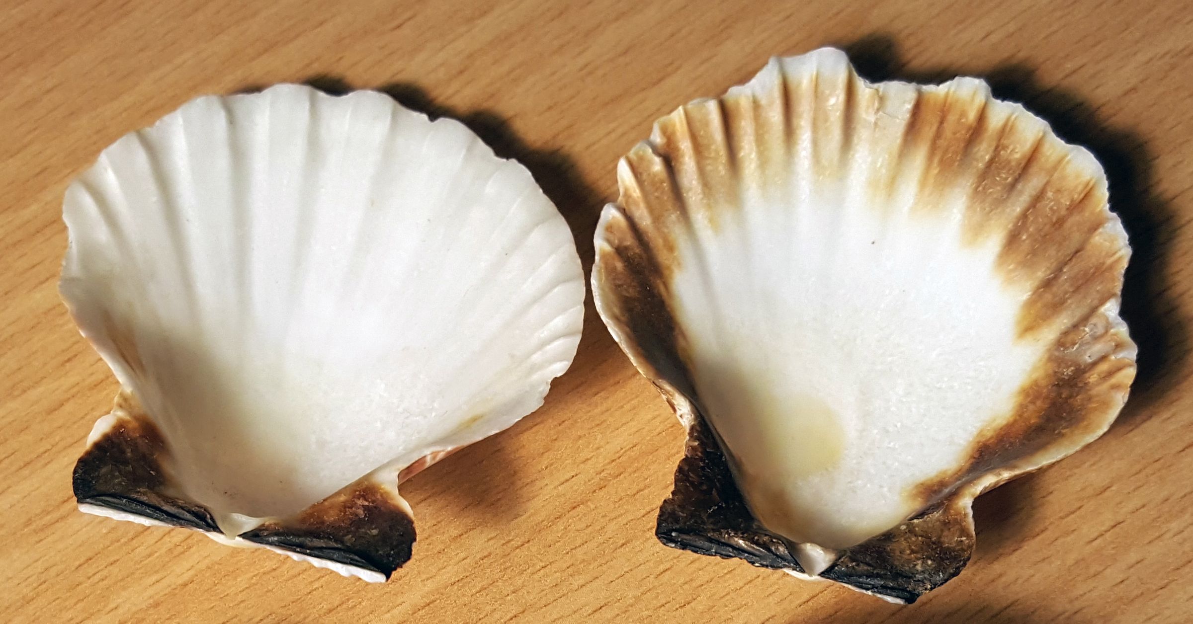 LED-illuminated Seashell Engagement Ring Box : 9 Steps (with Pictures ...