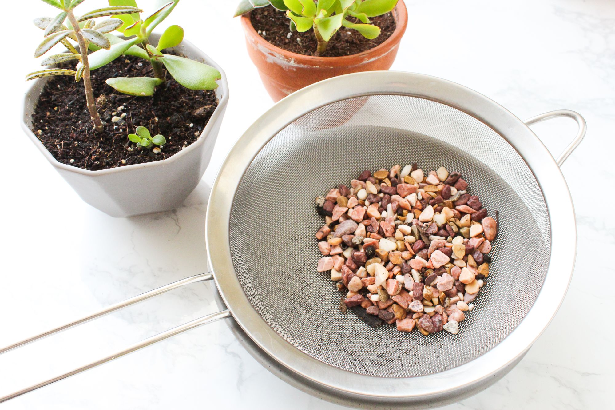 How to Repot Container Plants : 8 Steps (with Pictures) - Instructables