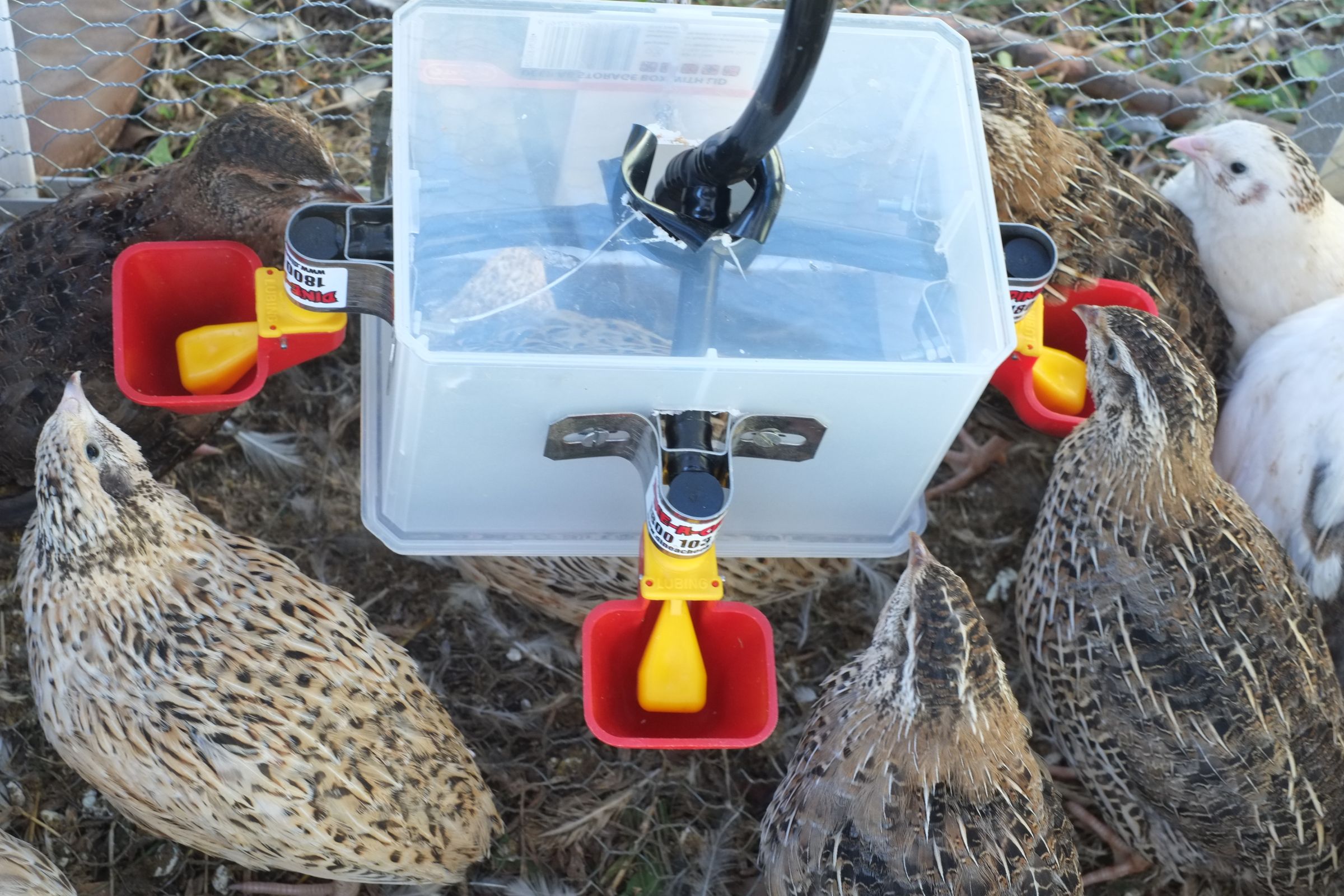 Quail or Chicken Drinker to Suit a Moving Tractor or Hutch : 10 Steps ...