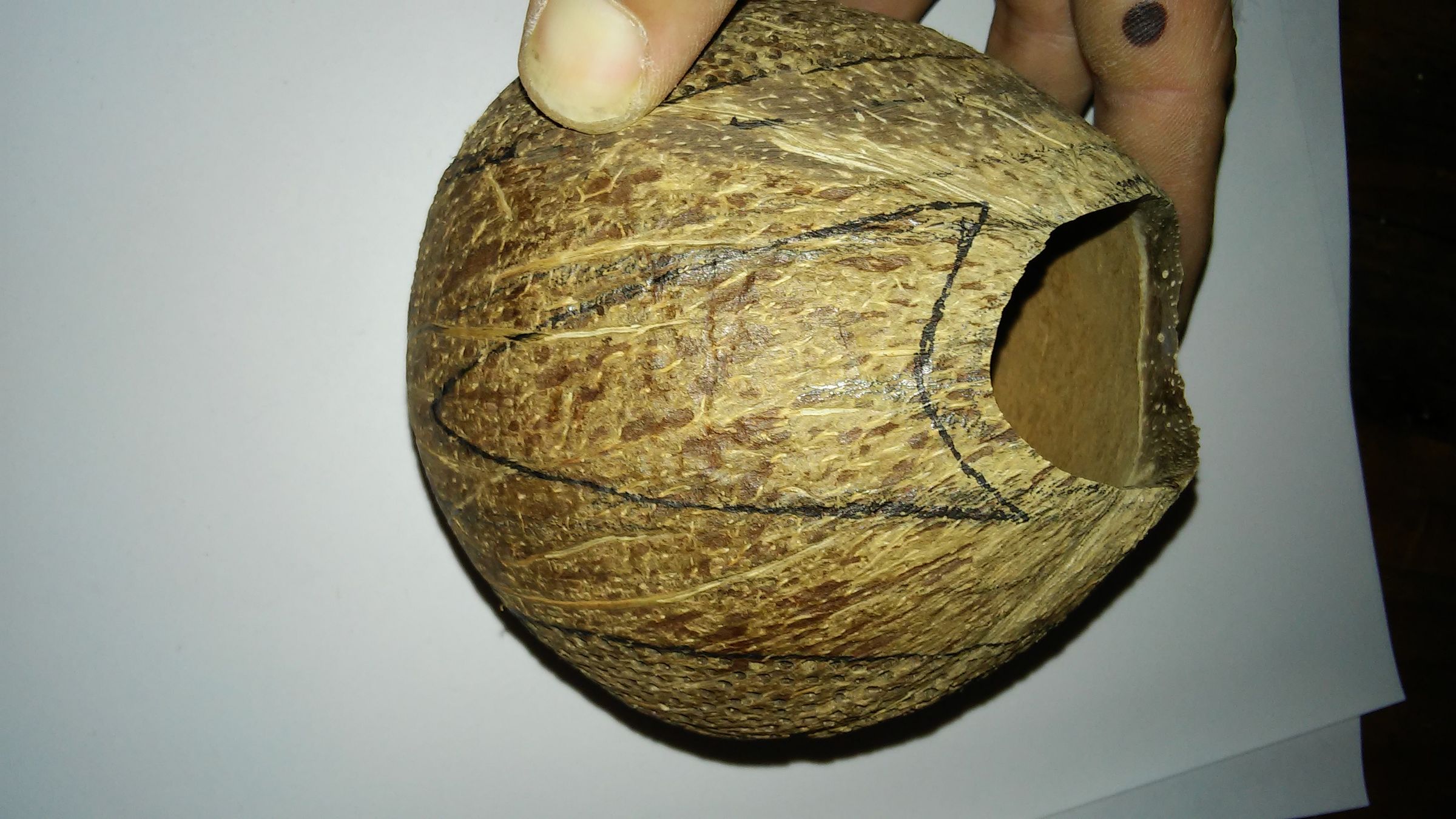 Coconut Lamp : 5 Steps (with Pictures) - Instructables