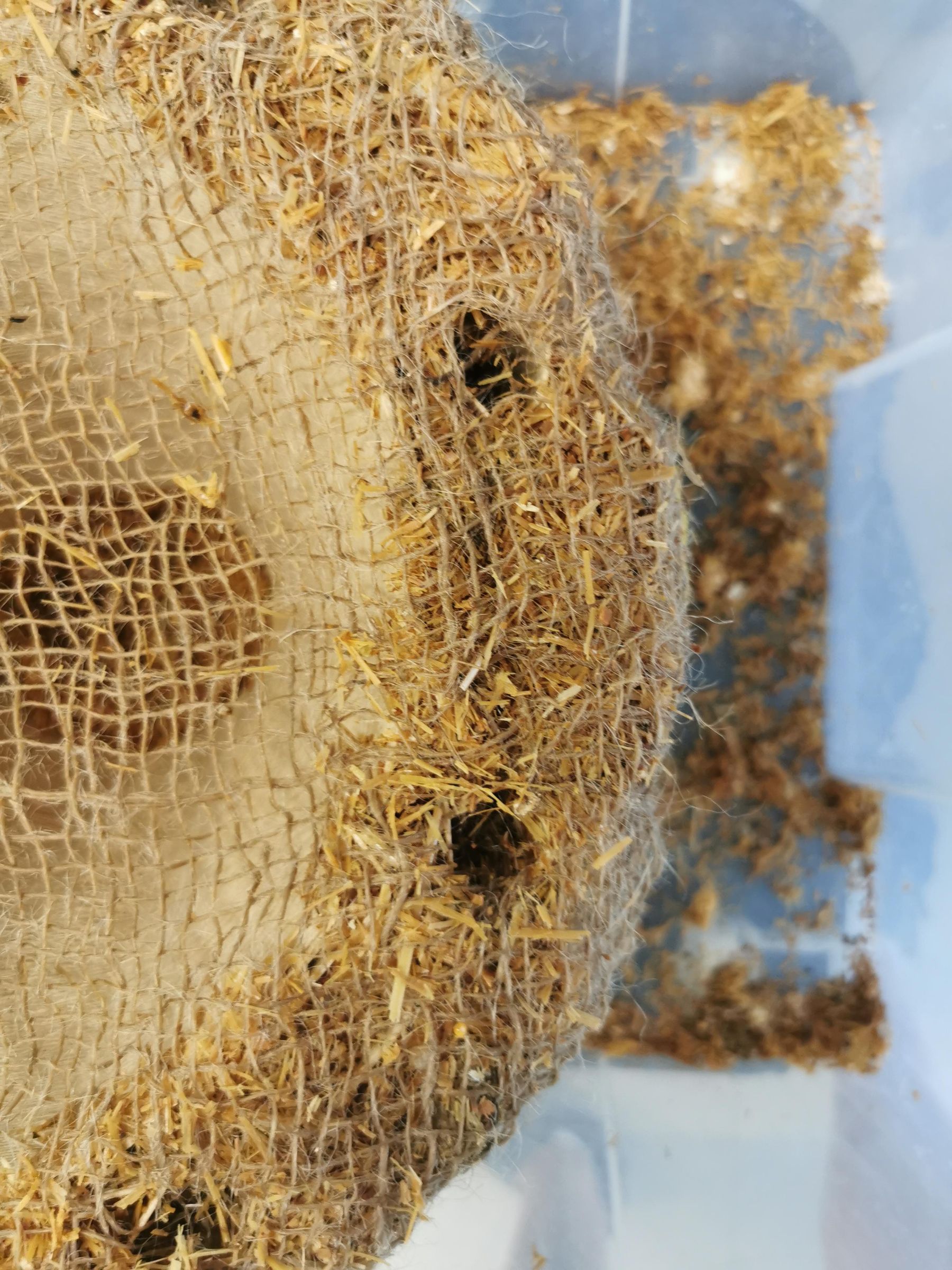 3D Printed and Mycelium Grown Beehives : 9 Steps (with Pictures) - Instructables