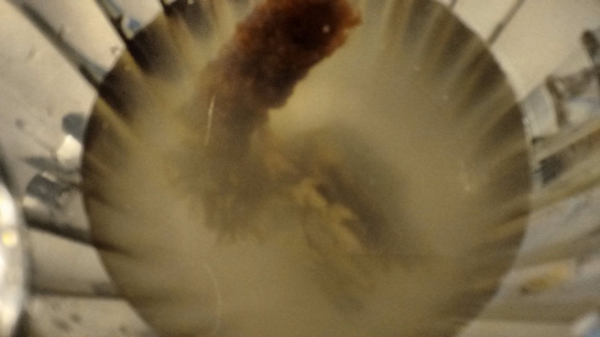 Sponging Up: Cleaning & Preserving Beachcombed Sponges : 10 Steps (with ...