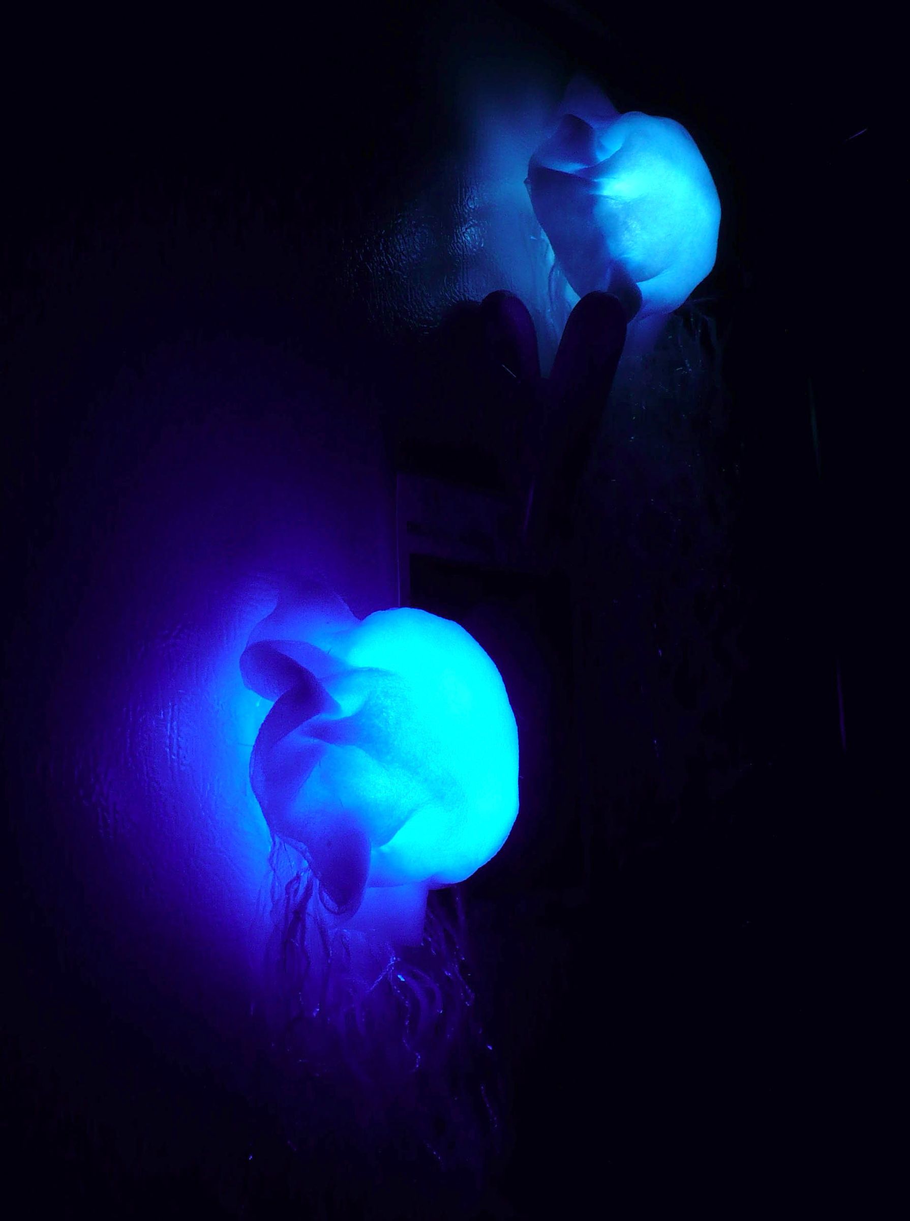 LED Jellies : 6 Steps (with Pictures) - Instructables