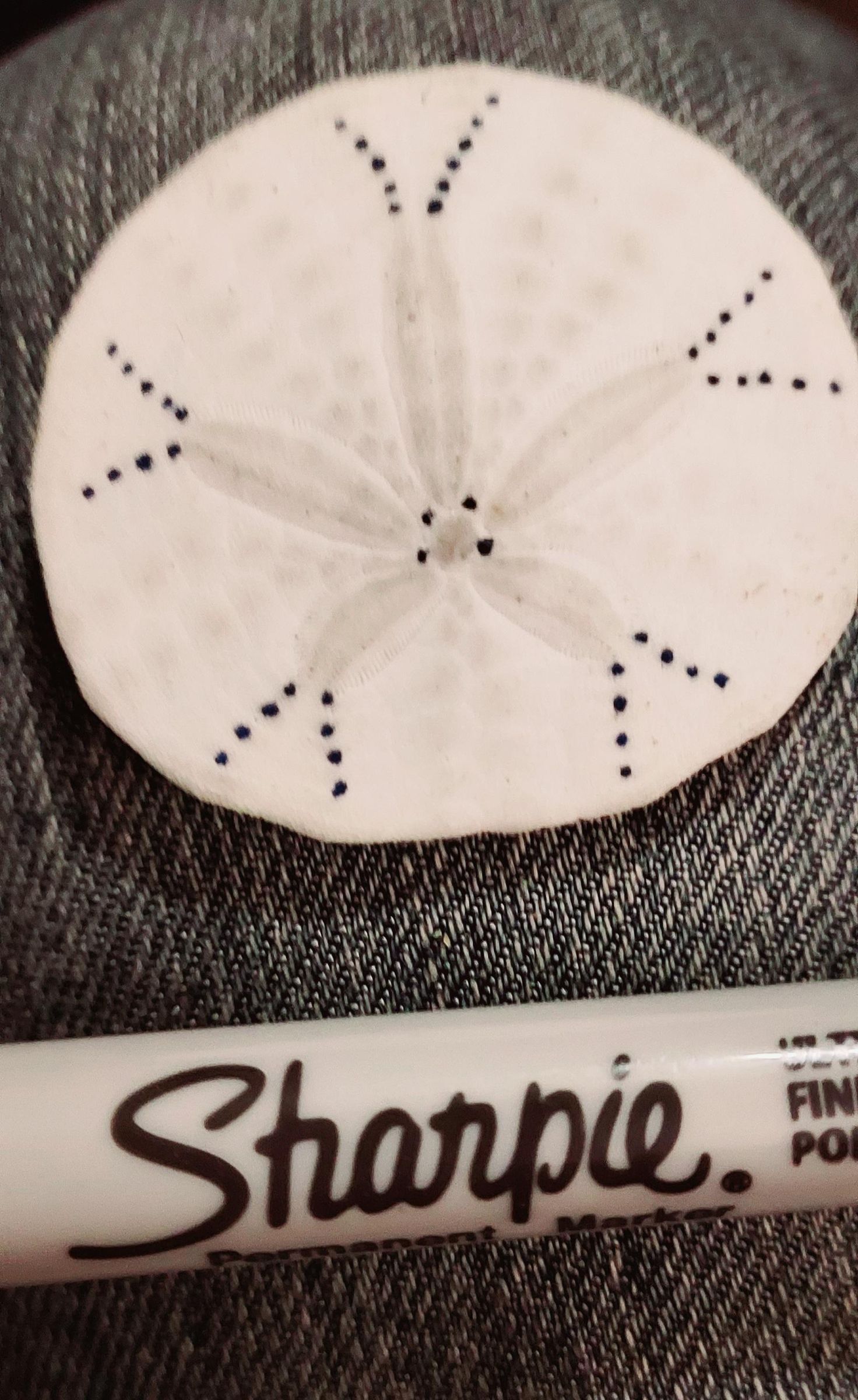 Vivid Rainbow Colored Sand Dollars : 7 Steps - Instructables