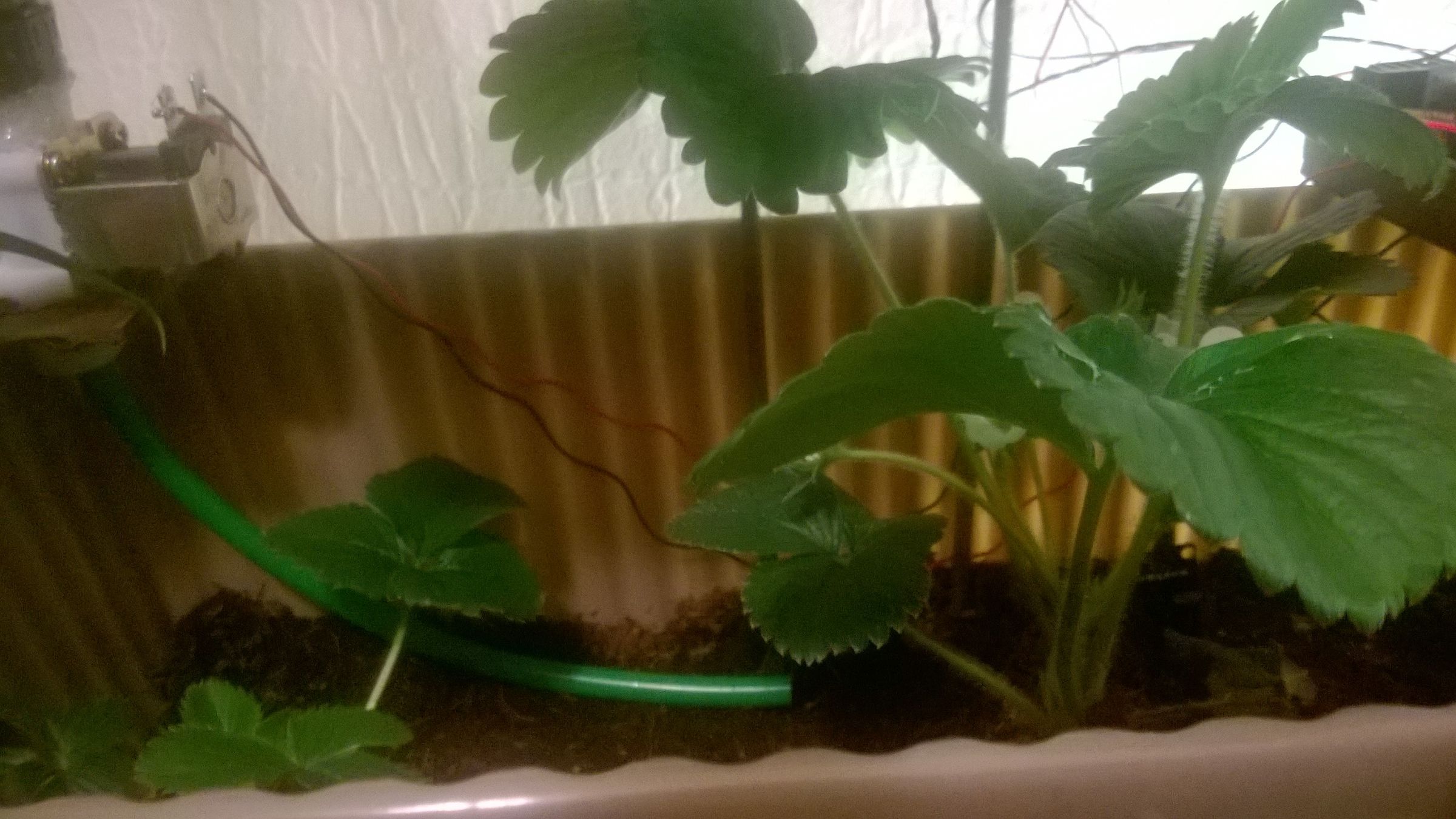 Automated Plants Watering and Lighting System : 7 Steps - Instructables