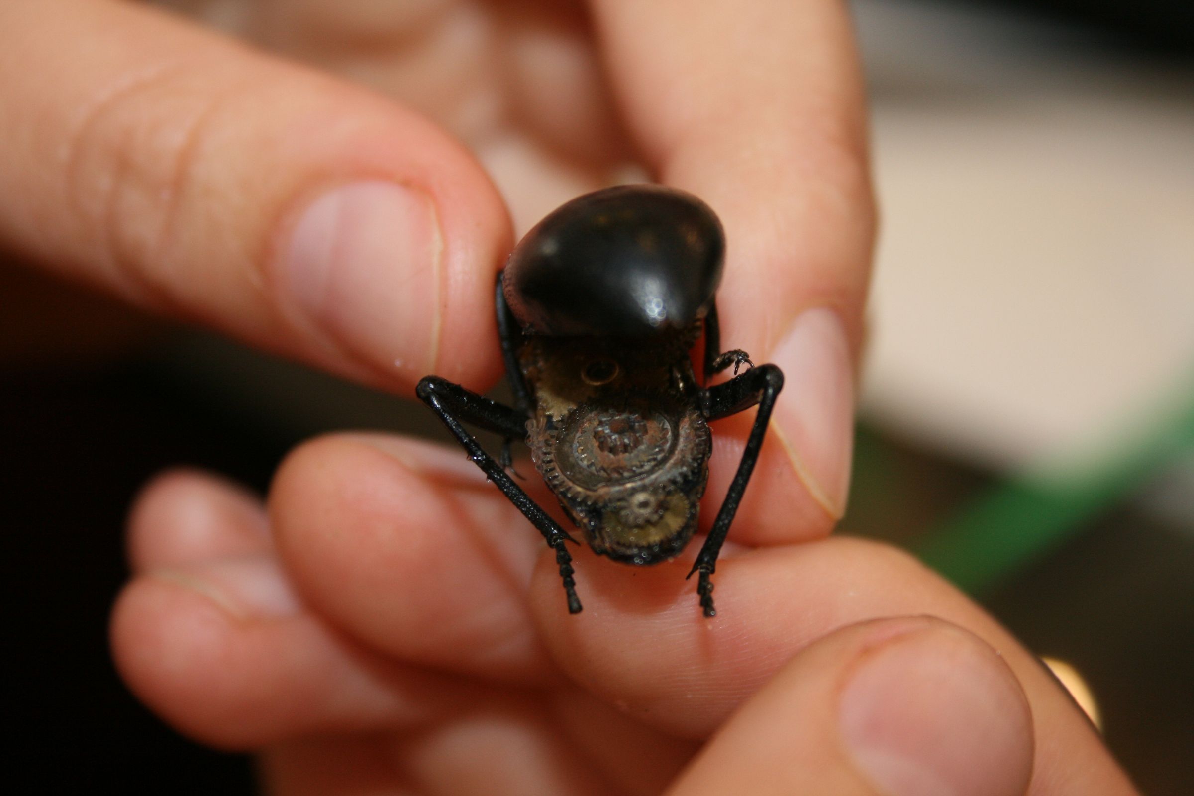 Clockwork Beetle : 6 Steps (with Pictures) - Instructables