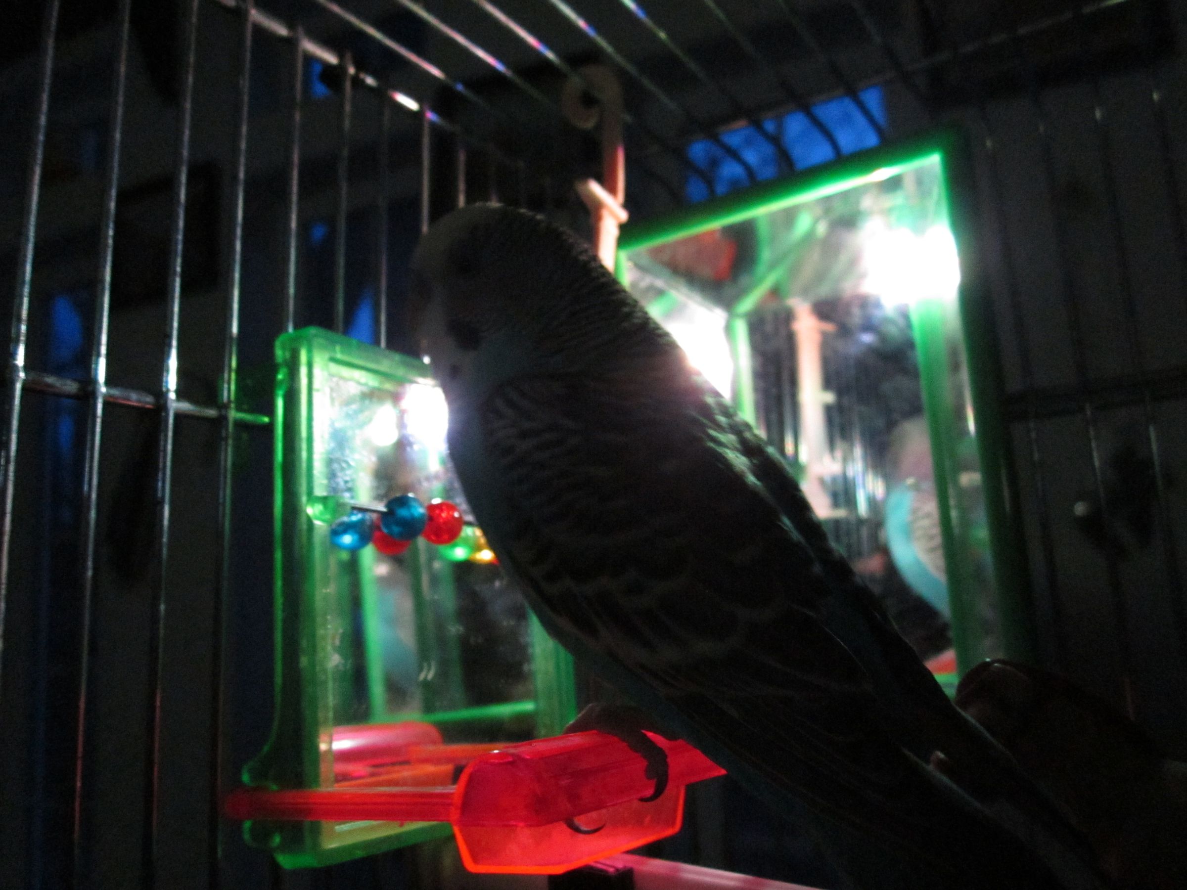 LED Color Changing Bird Toy! : 8 Steps - Instructables