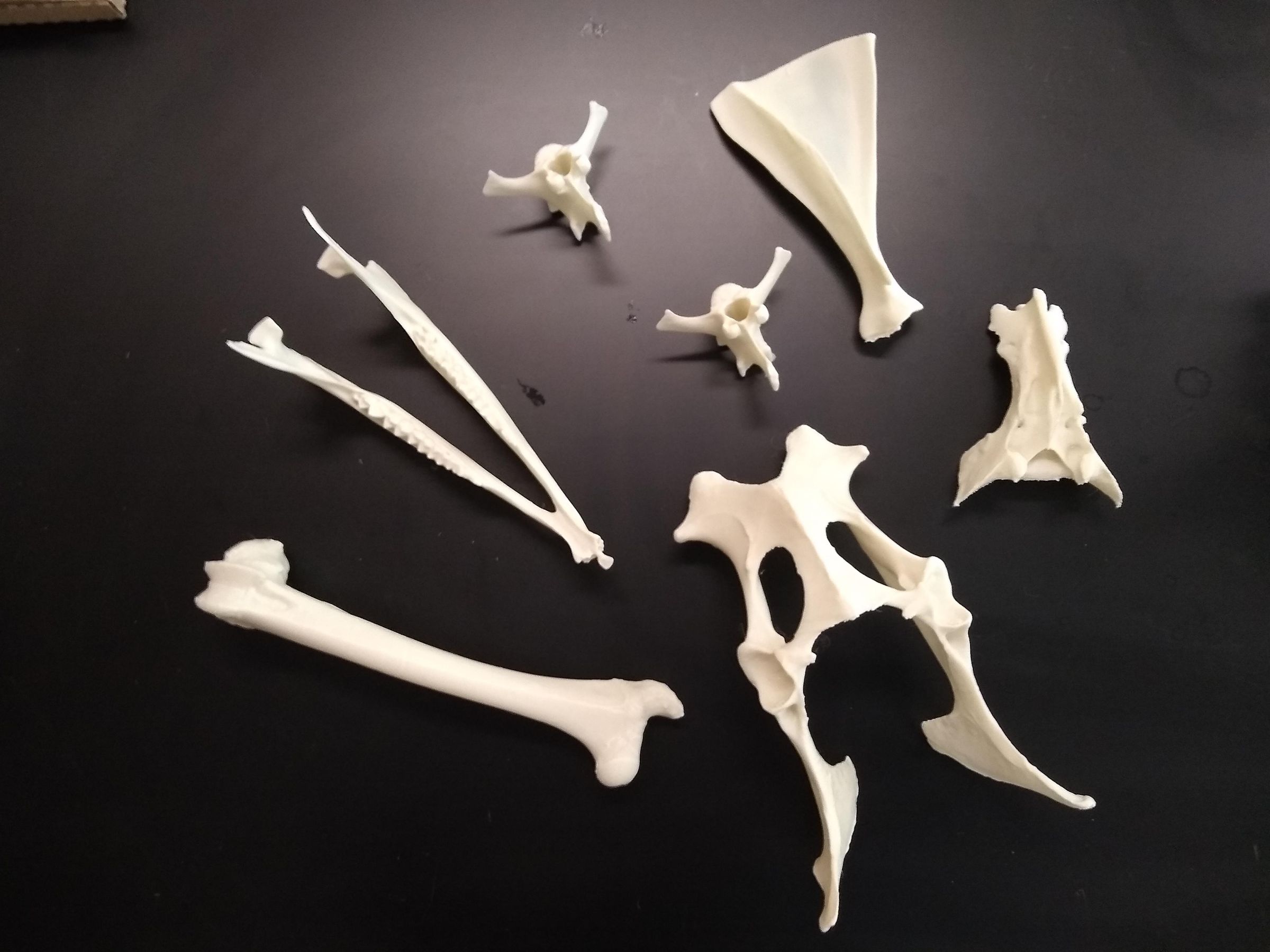 Forensic Anthropology With 3D Printed Bones : 8 Steps (with Pictures ...