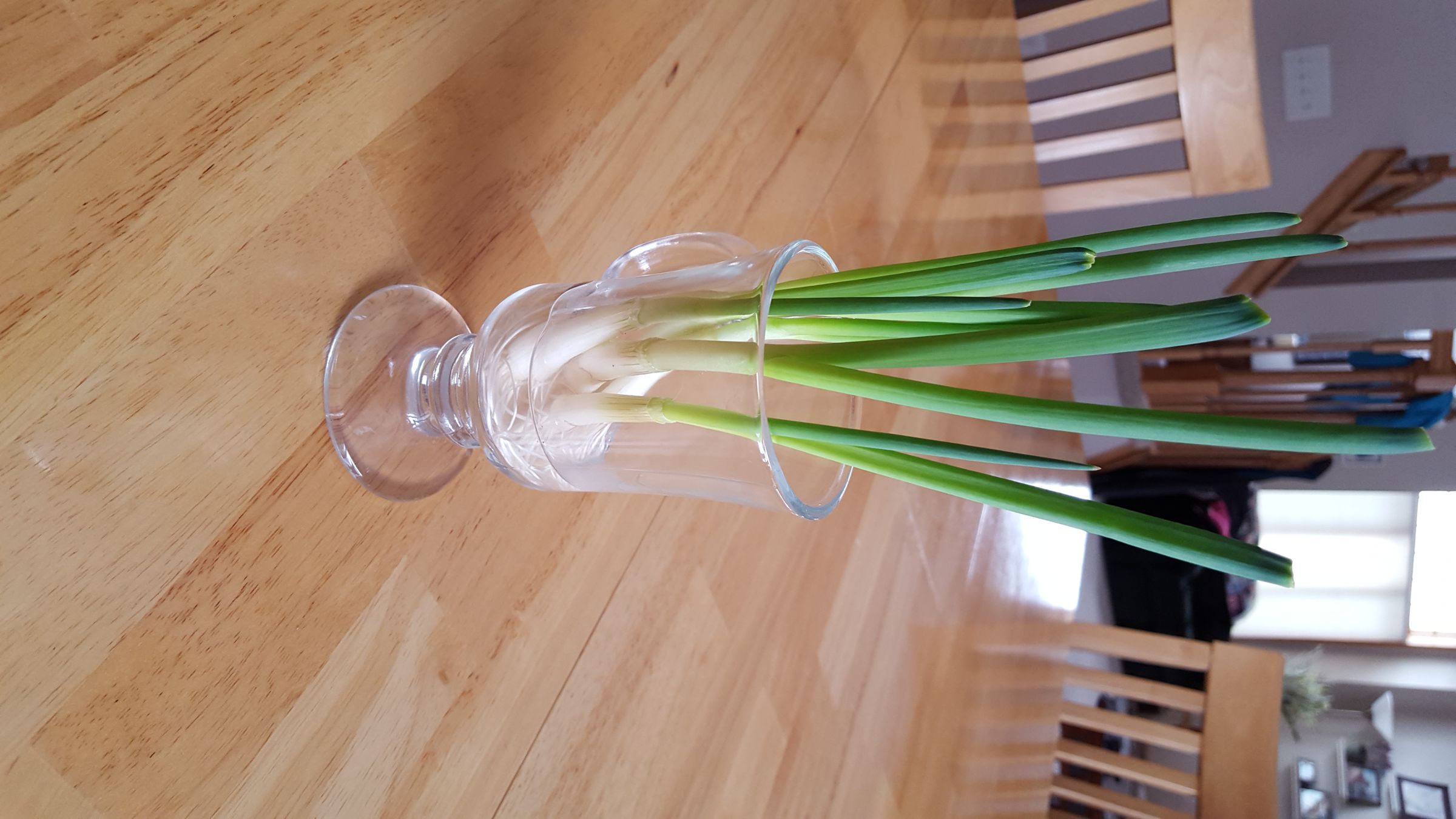 How to Regrow Green Onions : 4 Steps (with Pictures) - Instructables