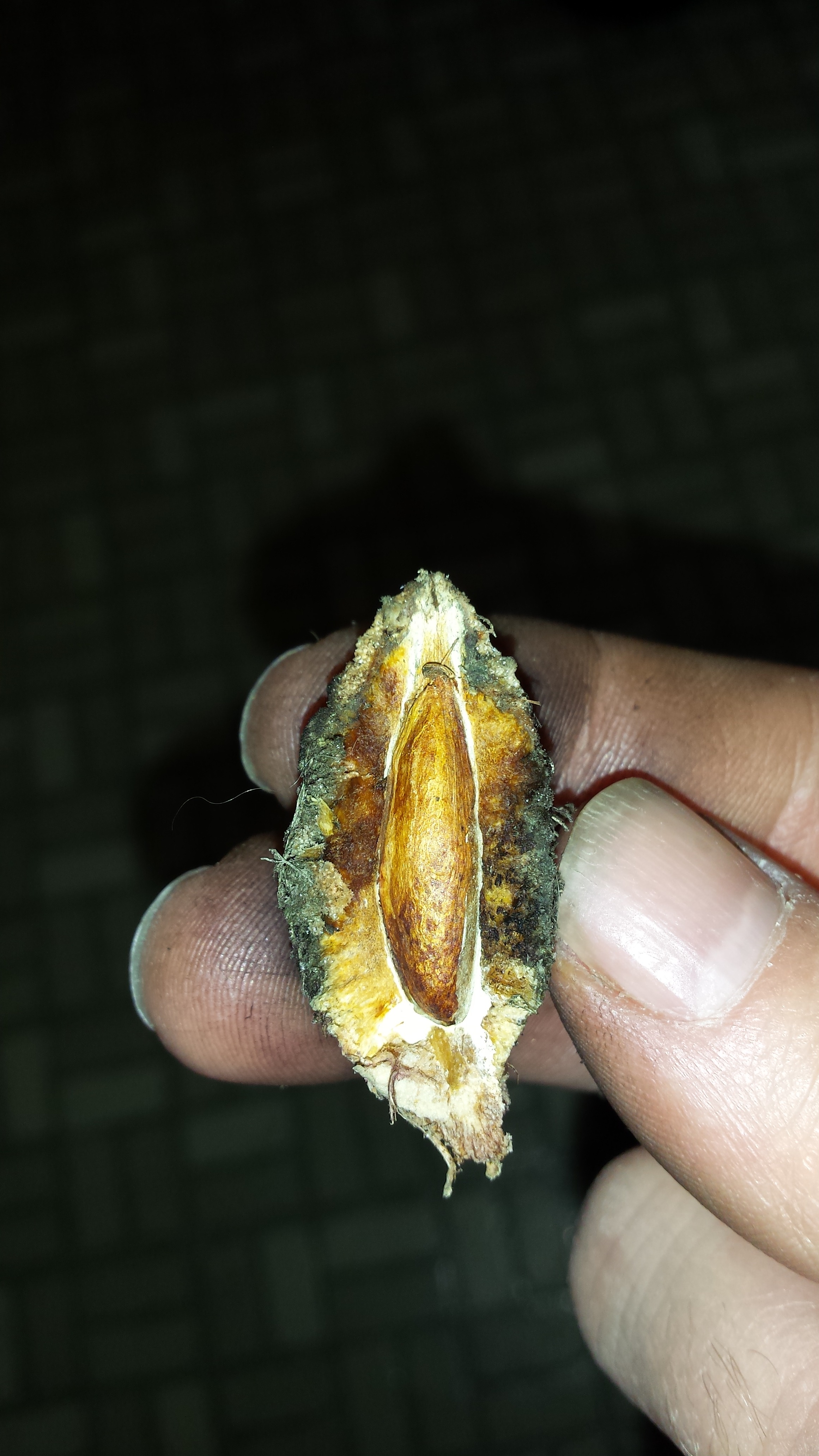 Germinate Terminalia Catappa Seeds - Indian Almond : 5 Steps ...