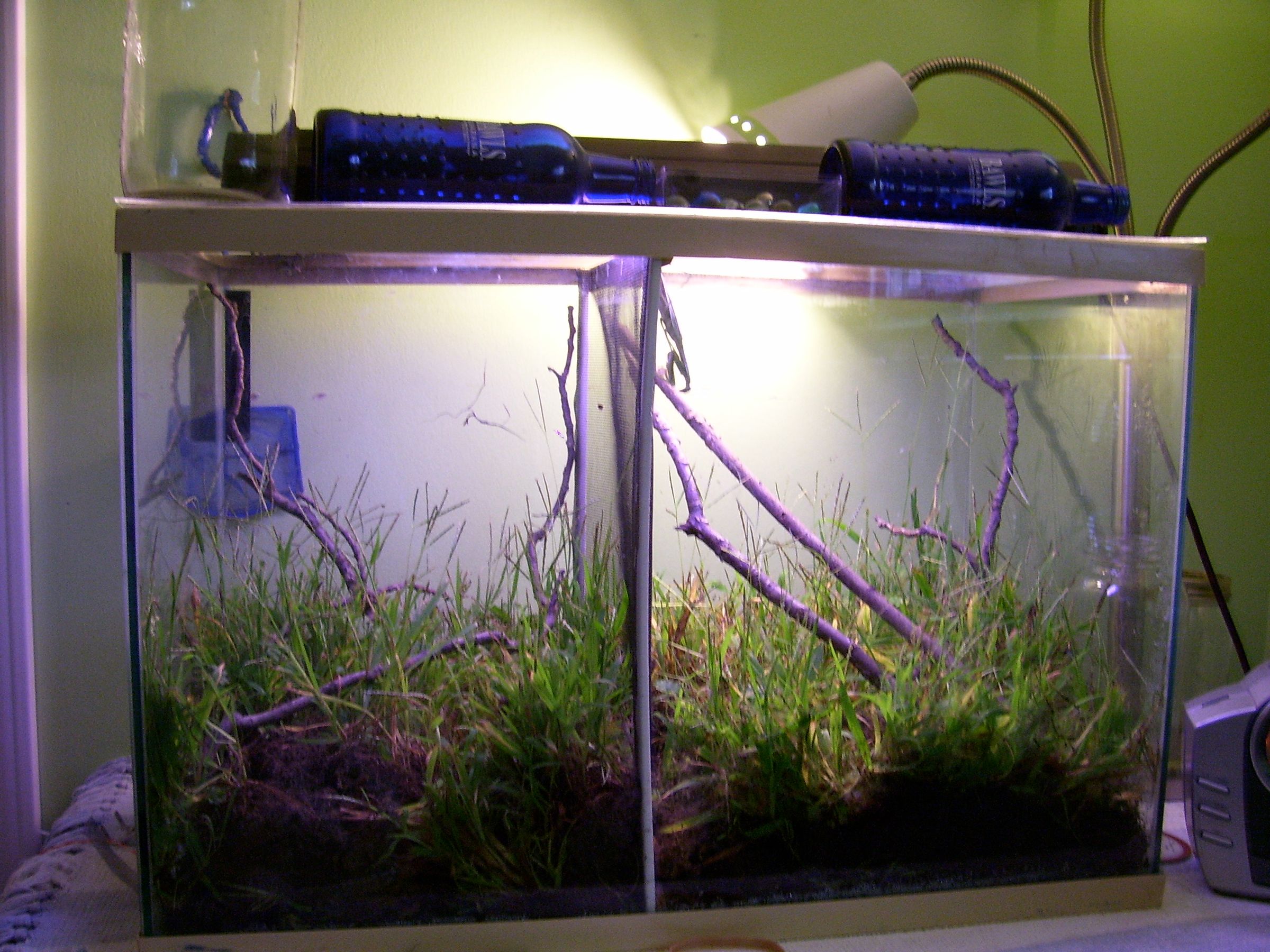 How to Care for a Praying Mantis : 4 Steps - Instructables