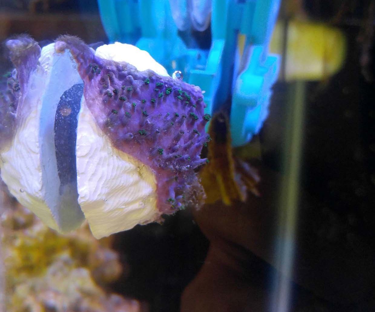 $5 DIY Magnetic Coral Frag Plug (mag-frag) for Reef Aquarium ...