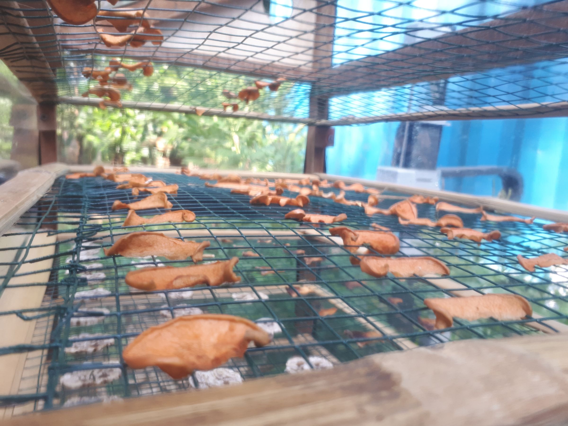 Crunchy Dried Fruits - Sun Dryer : 9 Steps - Instructables