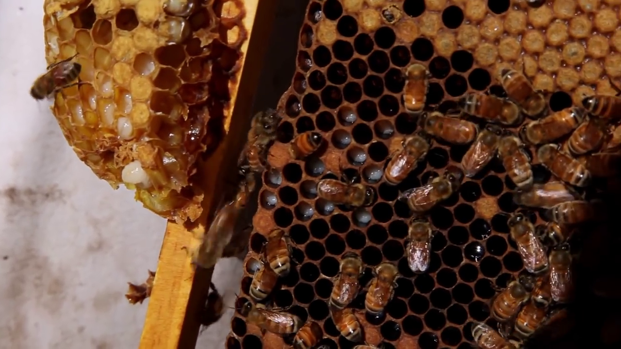 How to Split a Beehive : 10 Steps (with Pictures) - Instructables