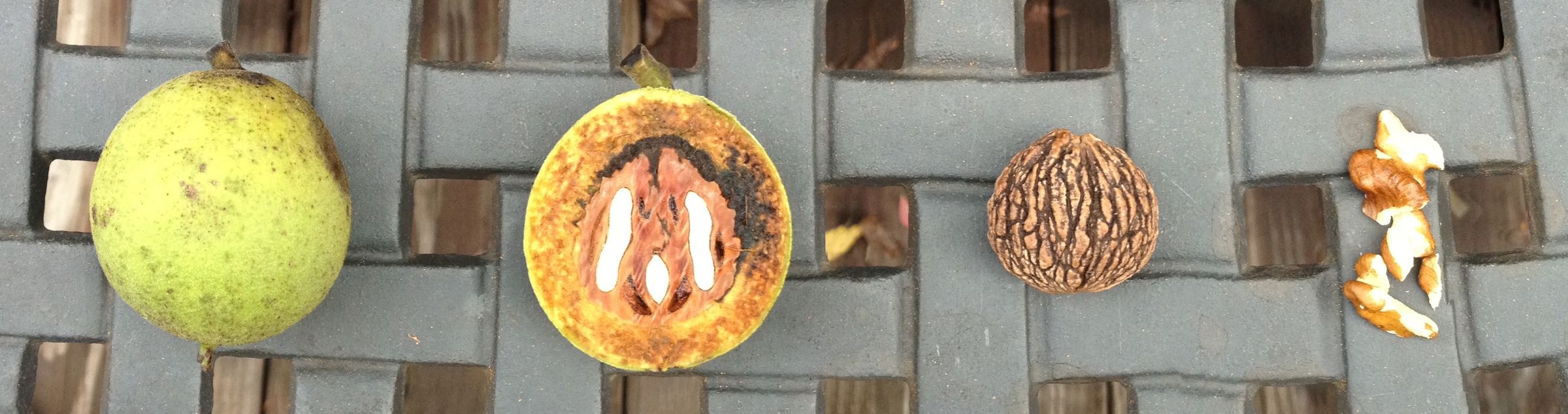 Black Walnut Harvesting & Processing : 11 Steps (with Pictures ...