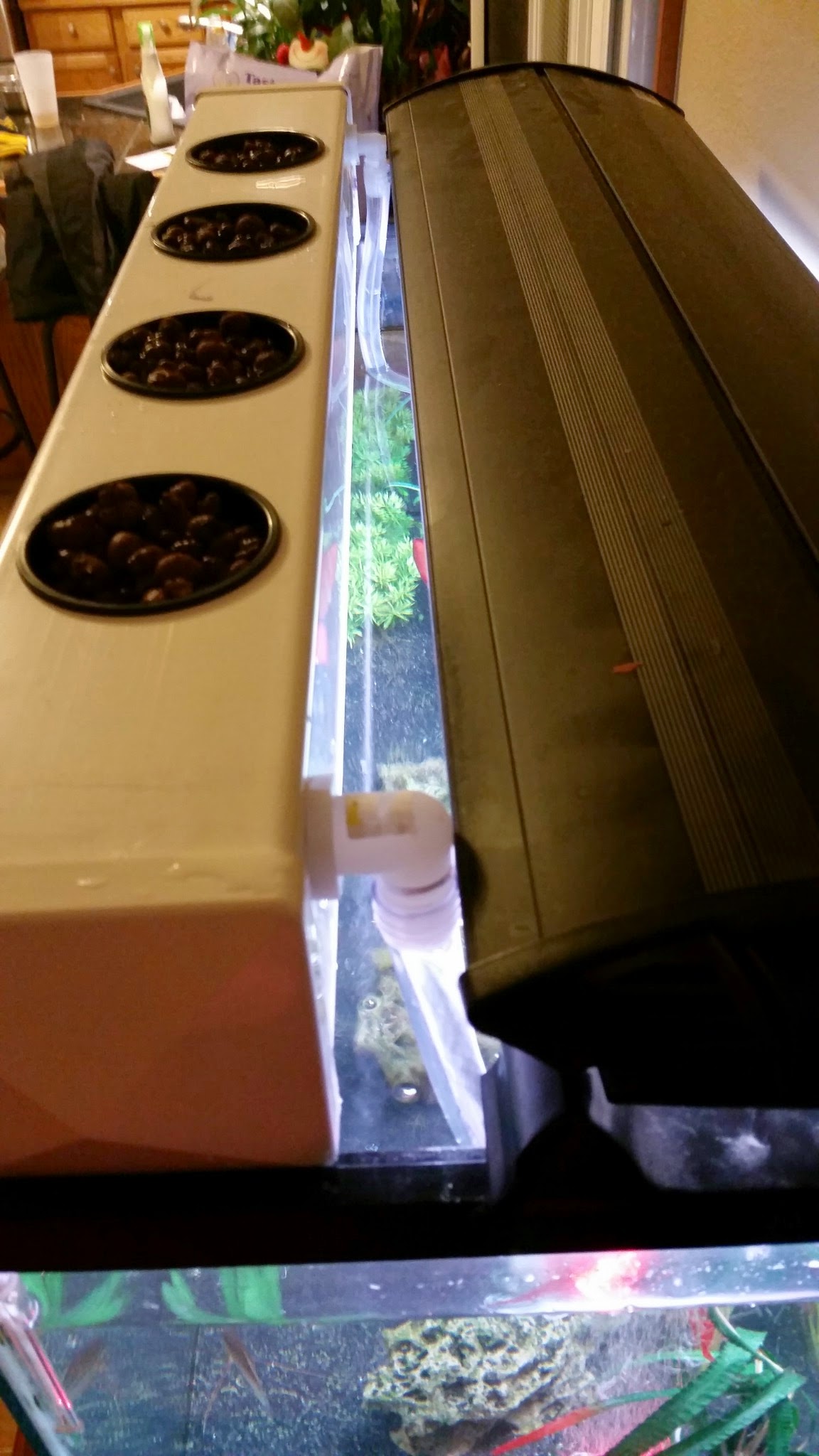 Aquaponic Fish Tank Topper : 8 Steps (with Pictures) - Instructables