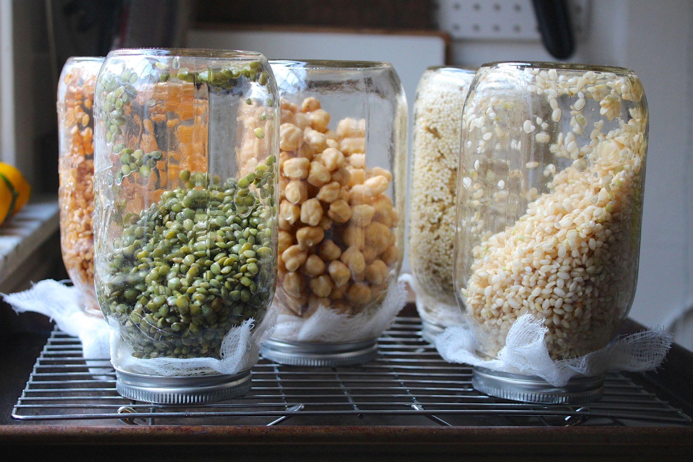 How to Sprout Grains and Beans : 5 Steps (with Pictures) - Instructables