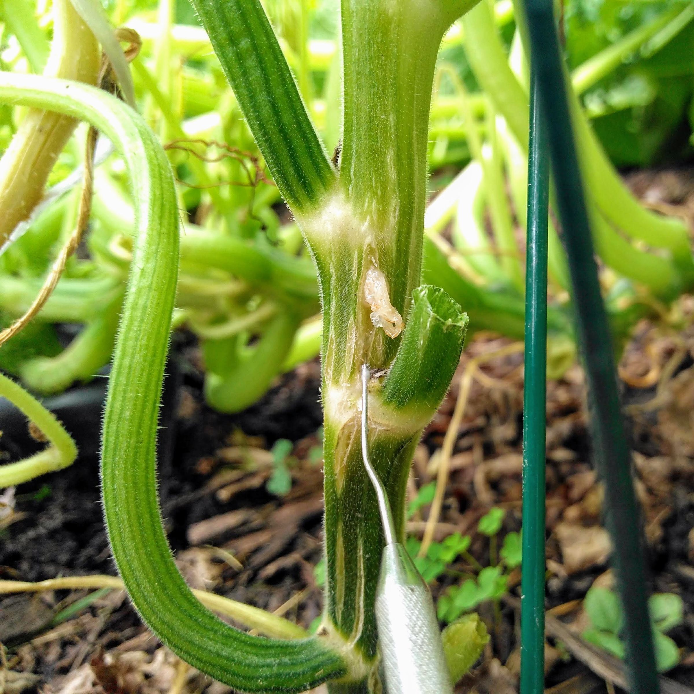 How to Hunt Vine Borers : 17 Steps (with Pictures) - Instructables