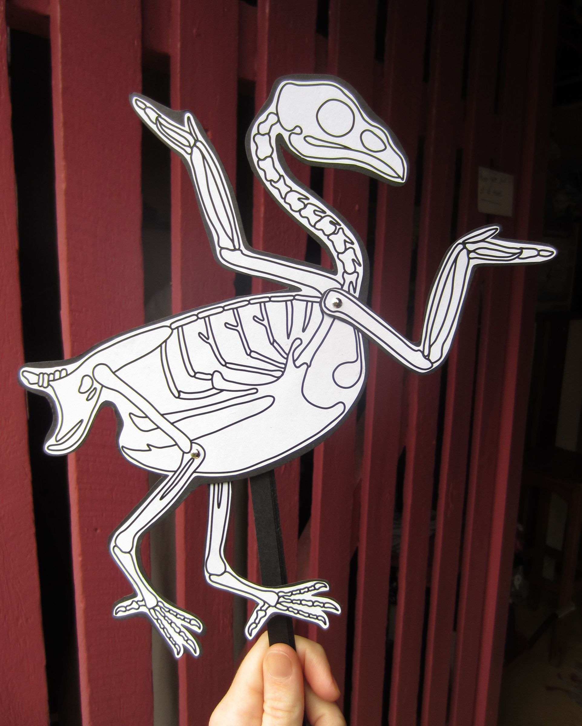 Chicken Skeleton Paper Puppet (with Pictures) - Instructables