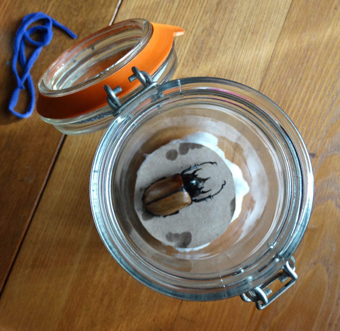 Preparing and Gilding a Real Insect : 10 Steps (with Pictures ...