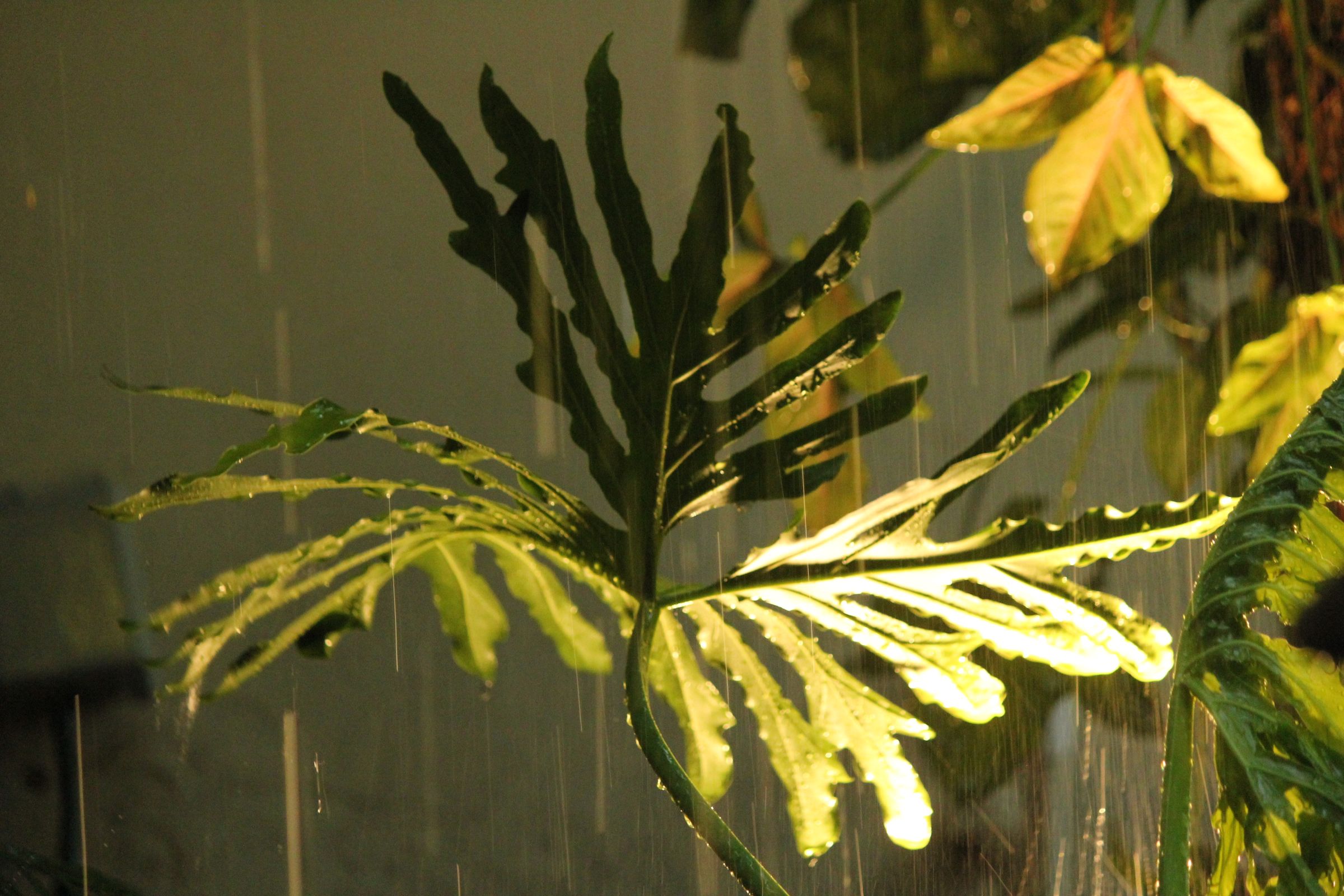 Photos for a Rainy Day: Inclement Weather Photography : 6 Steps (with ...