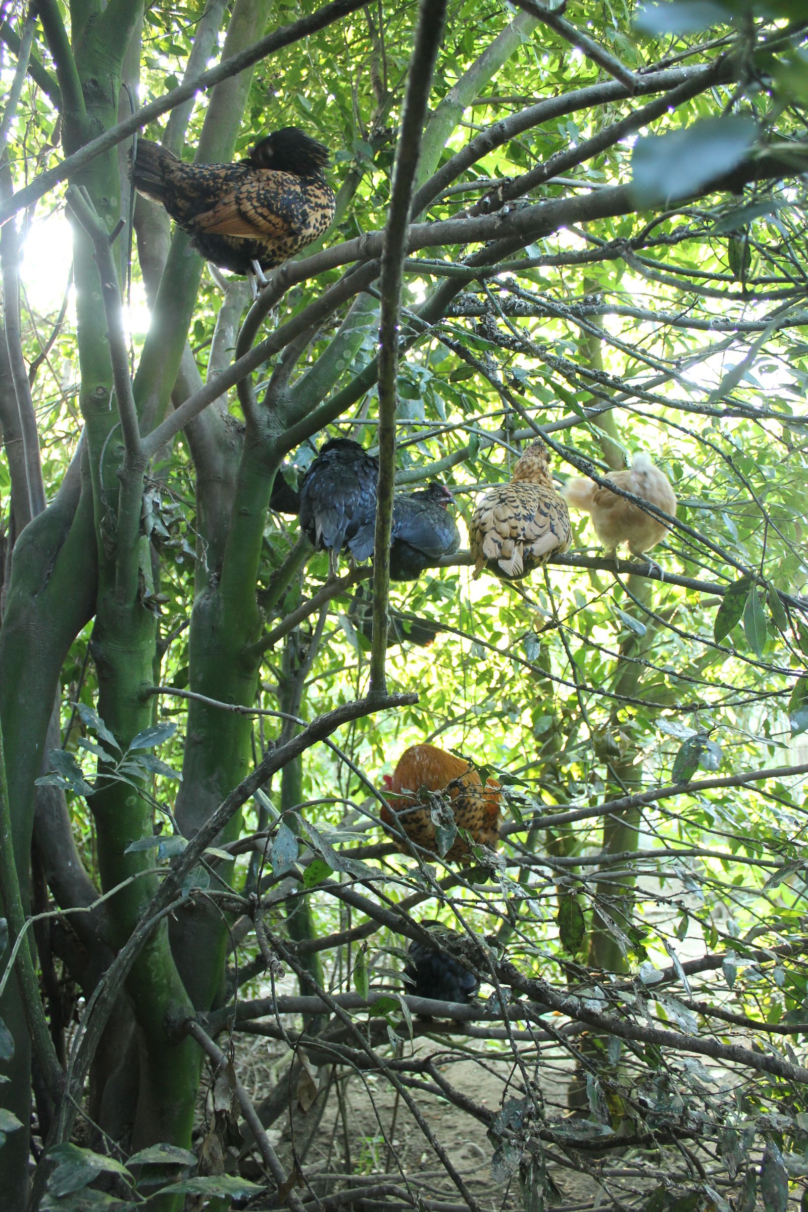 Edible Hedges - Getting the Most Out of Your Plot With Tree Fodder and ...