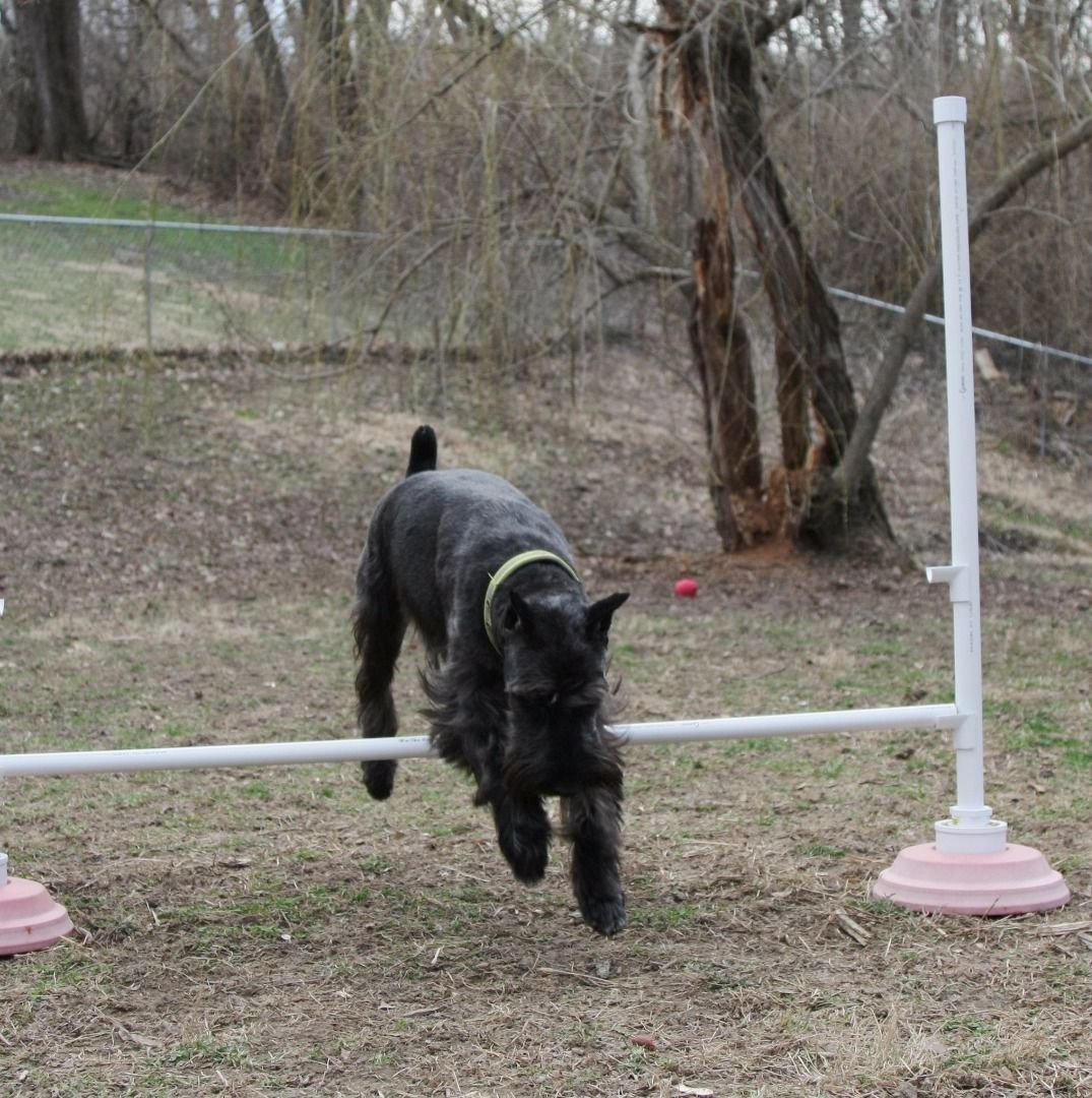 Portable Dog Agility Bar Jump : 5 Steps (with Pictures) - Instructables