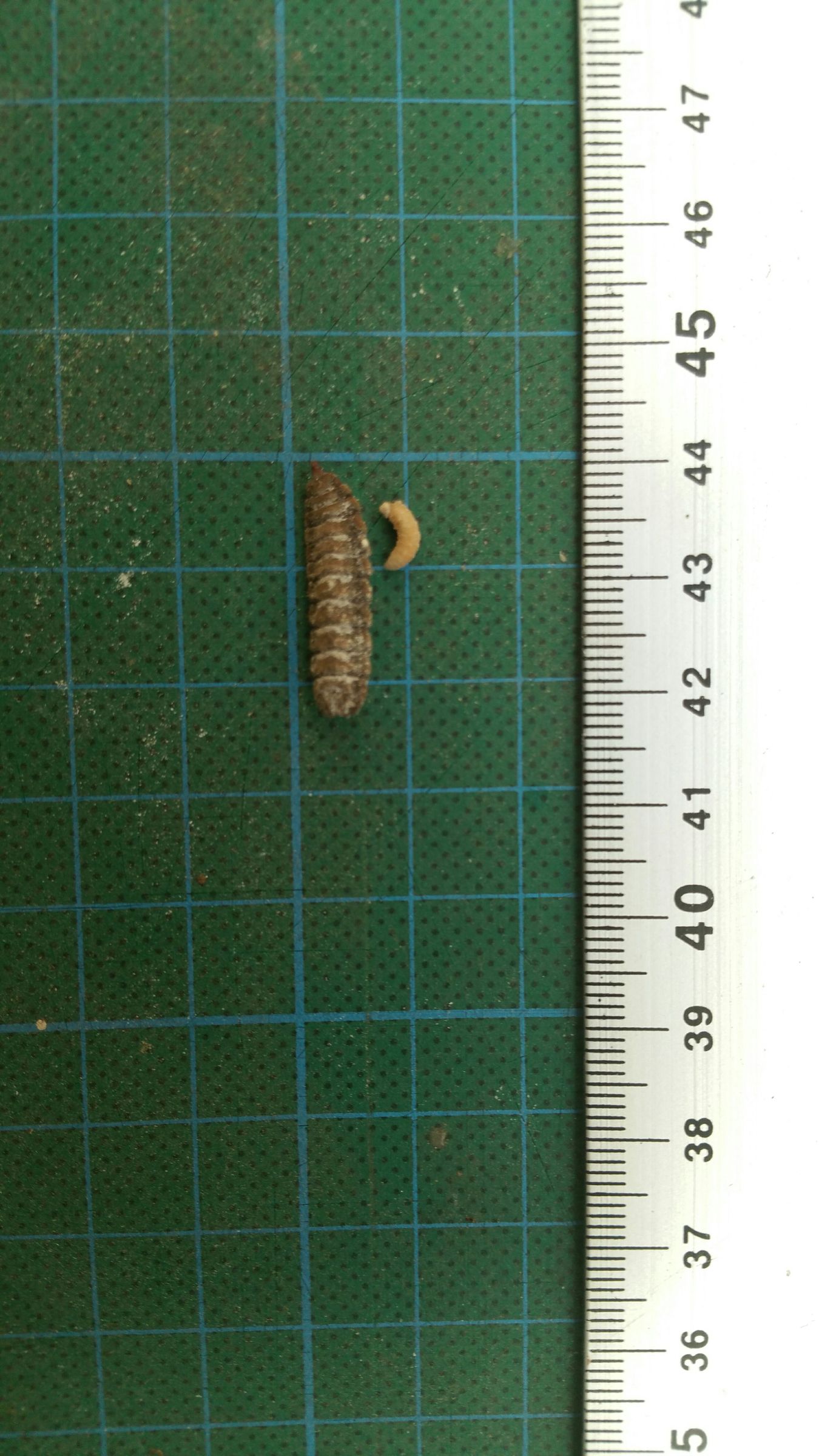 Fly Cage Black Soldier Fly Breeding UK. : 9 Steps (with Pictures ...