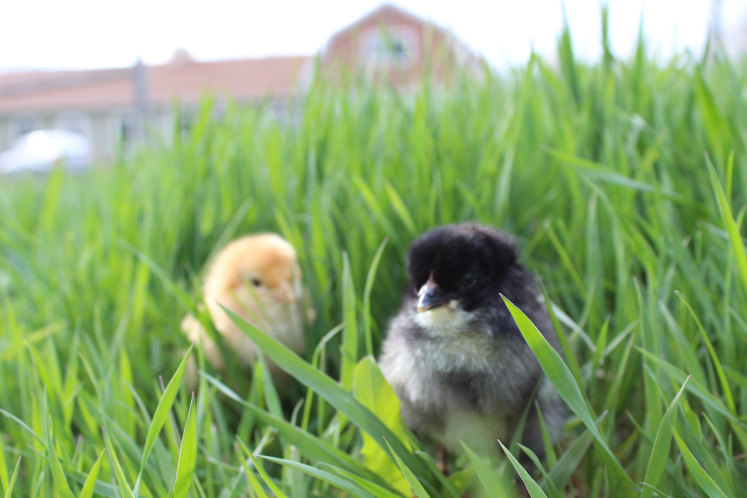 How to Hatch Pet Chicks (For Beginners!) : 13 Steps (with Pictures ...
