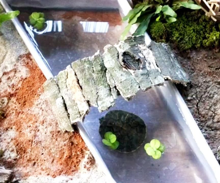 Homemade Turtle Habitat