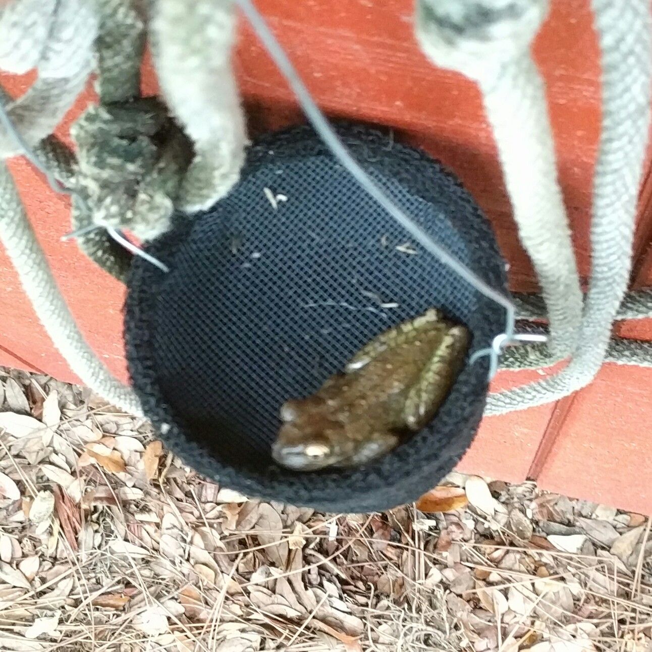 Mosquito Killing Ovitrap : 11 Steps (with Pictures) - Instructables