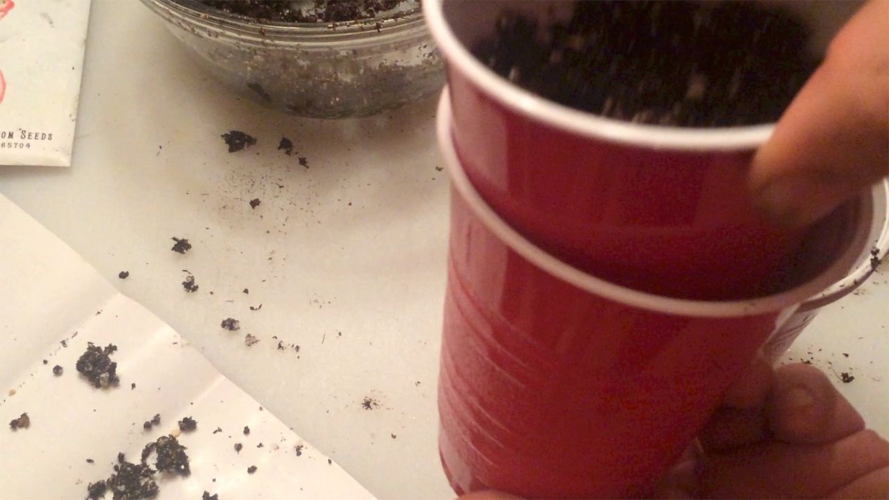 Transform Ordinary Solo Cups Into a Hybrid Hydroponic/Soil Plant ...