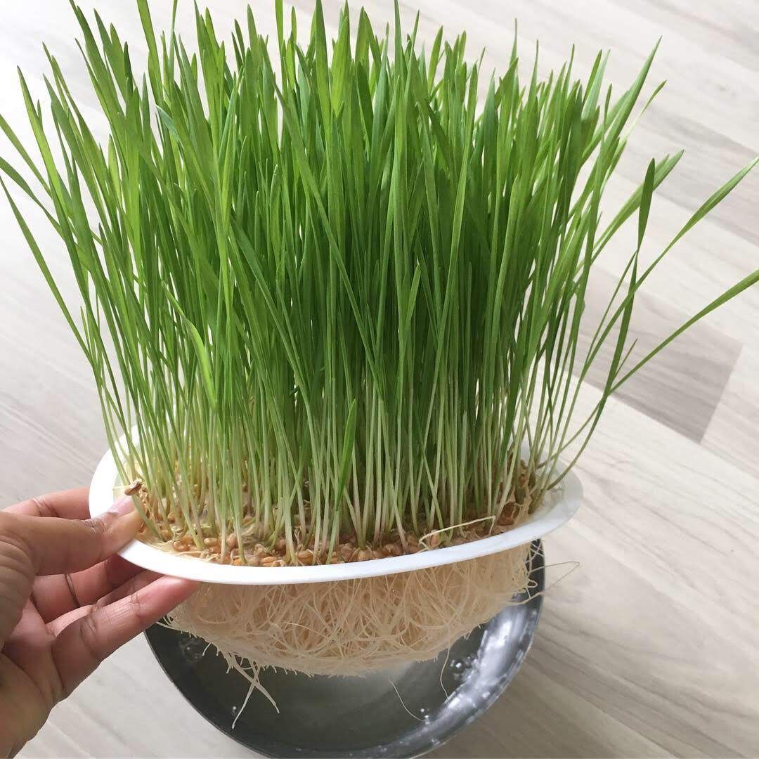 Hydroponic Microgreens Year Round Indoor Garden : 6 Steps (with ...