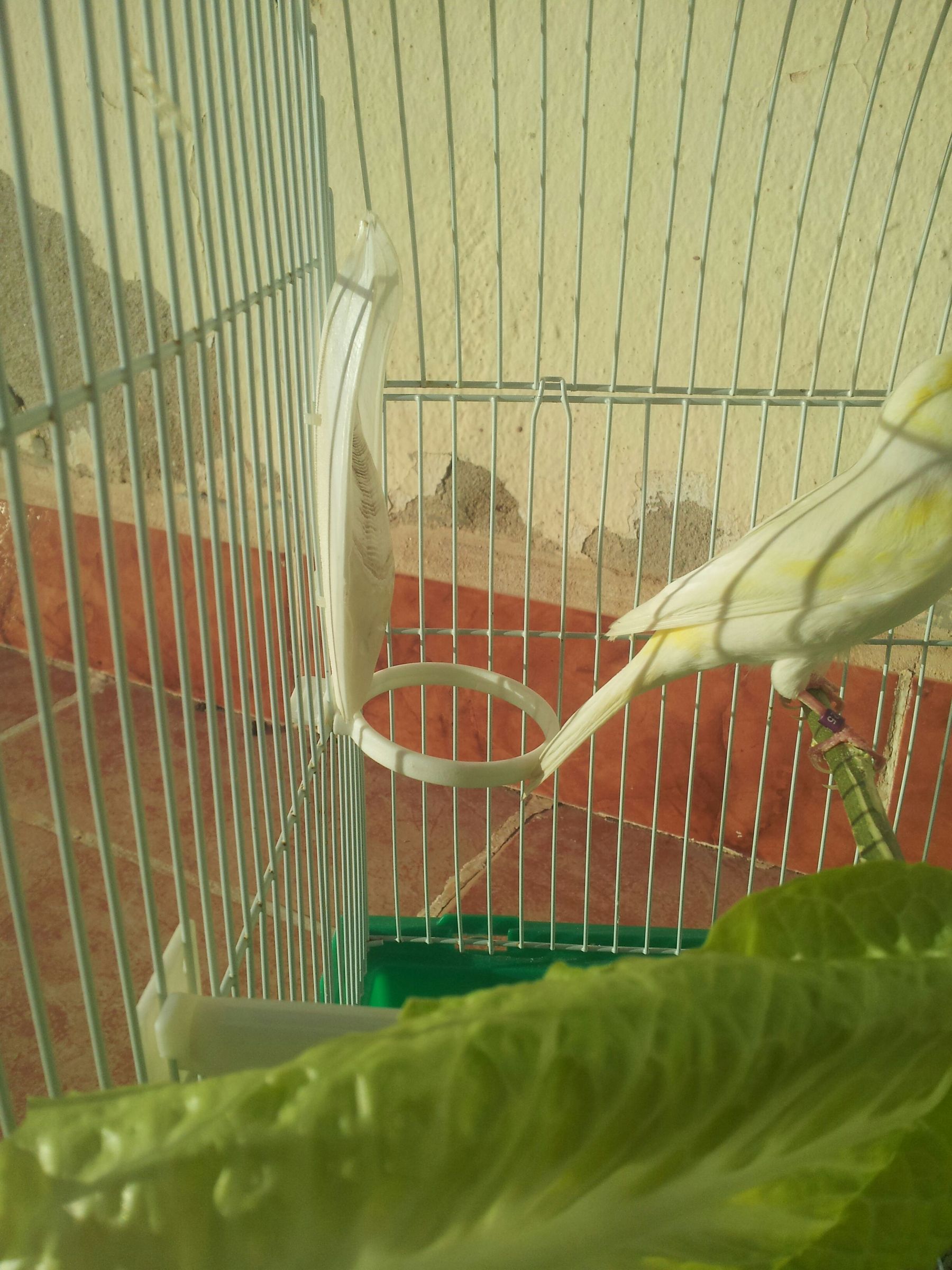 Zip Tie Cuttlebone Holder for Birds : 6 Steps - Instructables