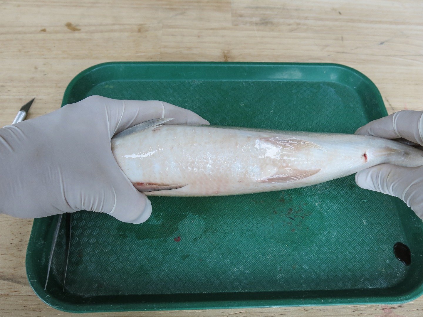 Fish Dissection! : 11 Steps (with Pictures) - Instructables