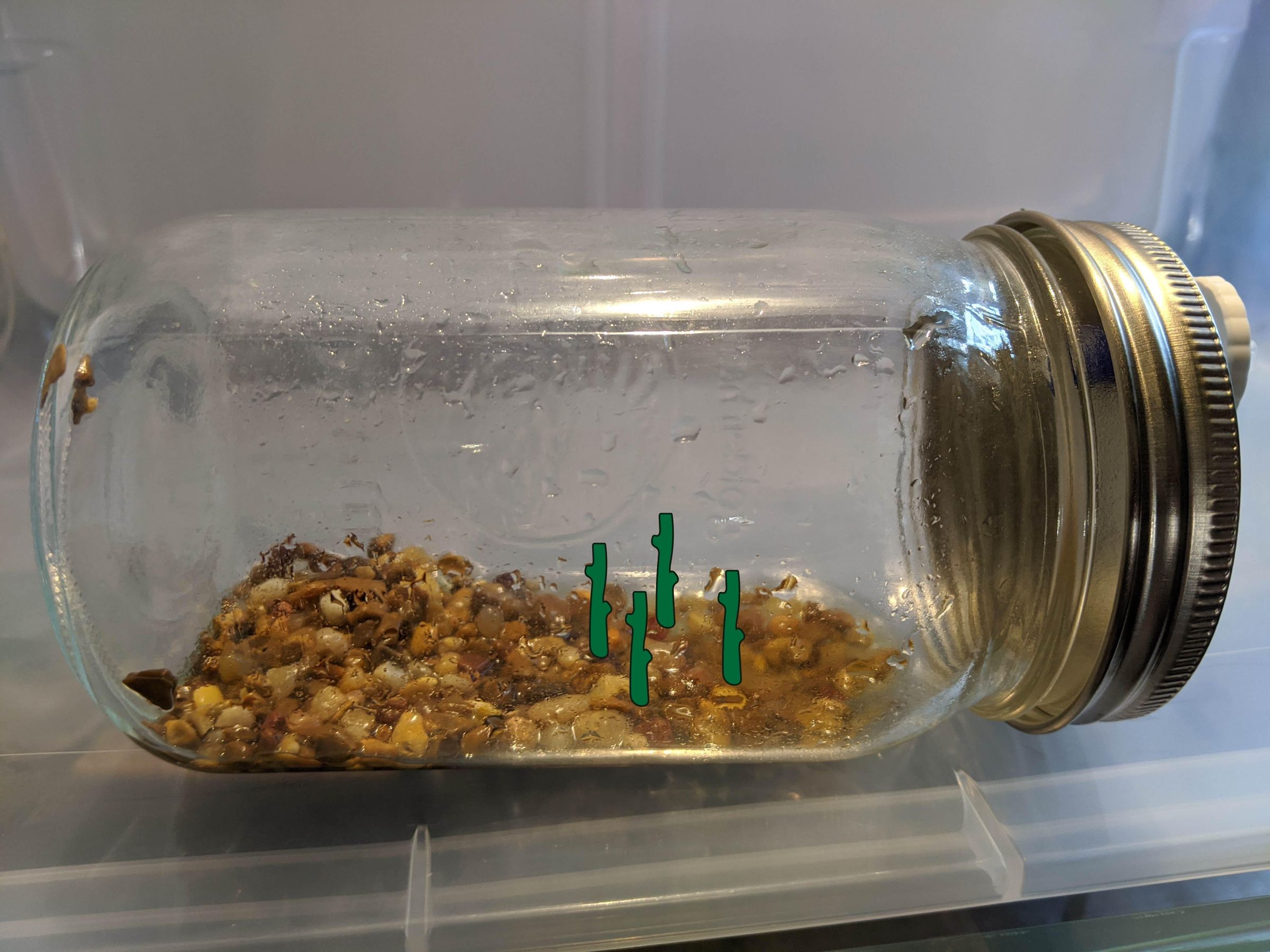 Tipping Shelf Temporary Immersion Micropropagation Apparatus : 16 Steps ...
