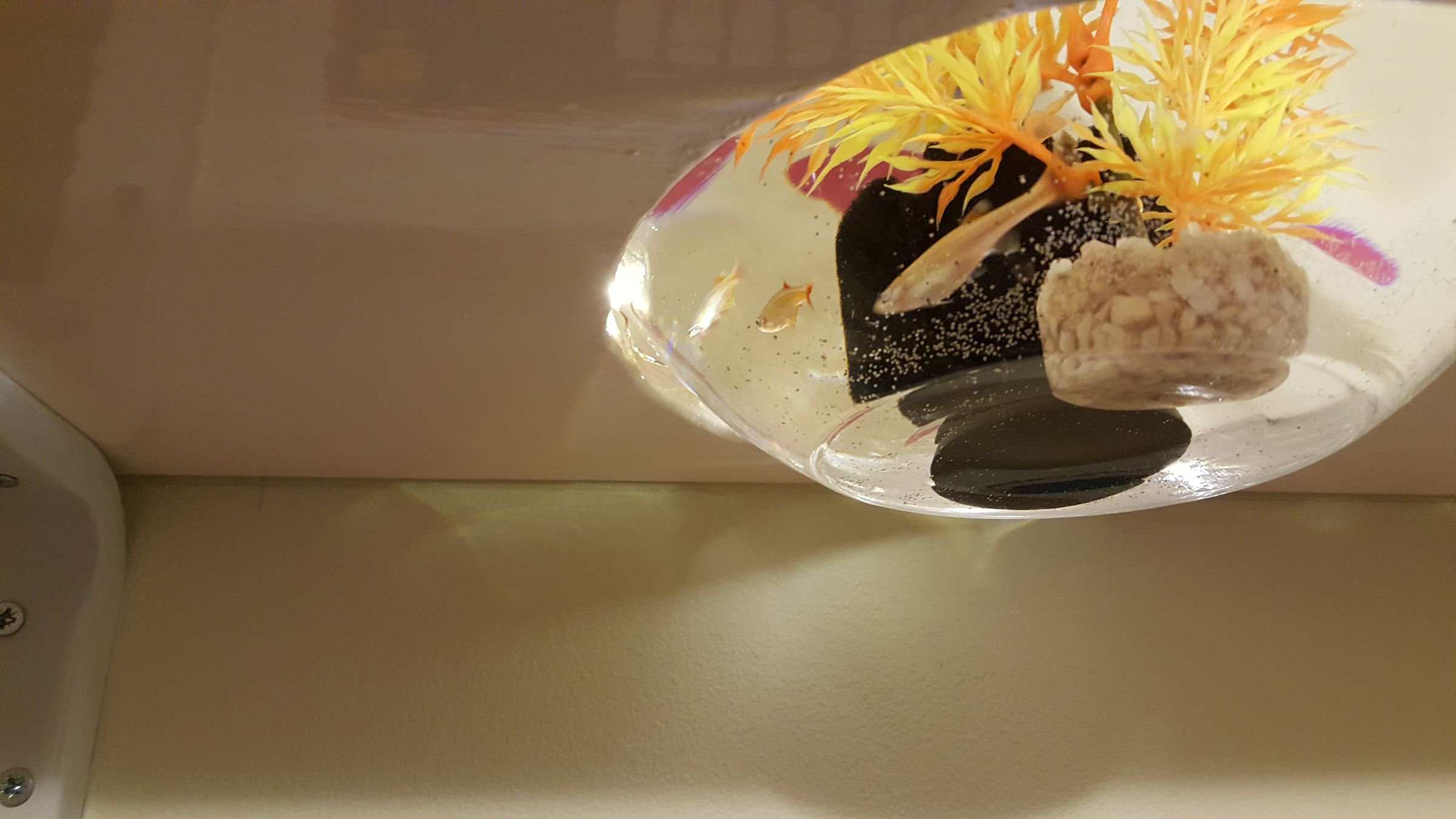 FiSHELF - the Fish Bowl Book Shelf : 7 Steps (with Pictures ...