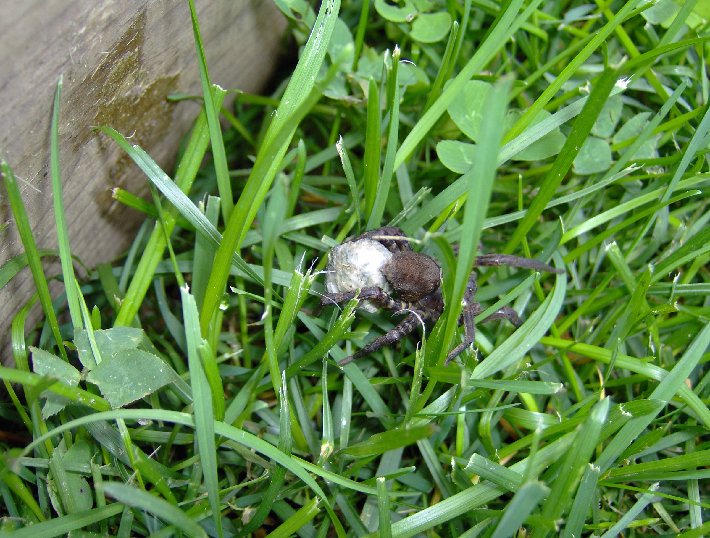 Spider Hunting! : 4 Steps (with Pictures) - Instructables