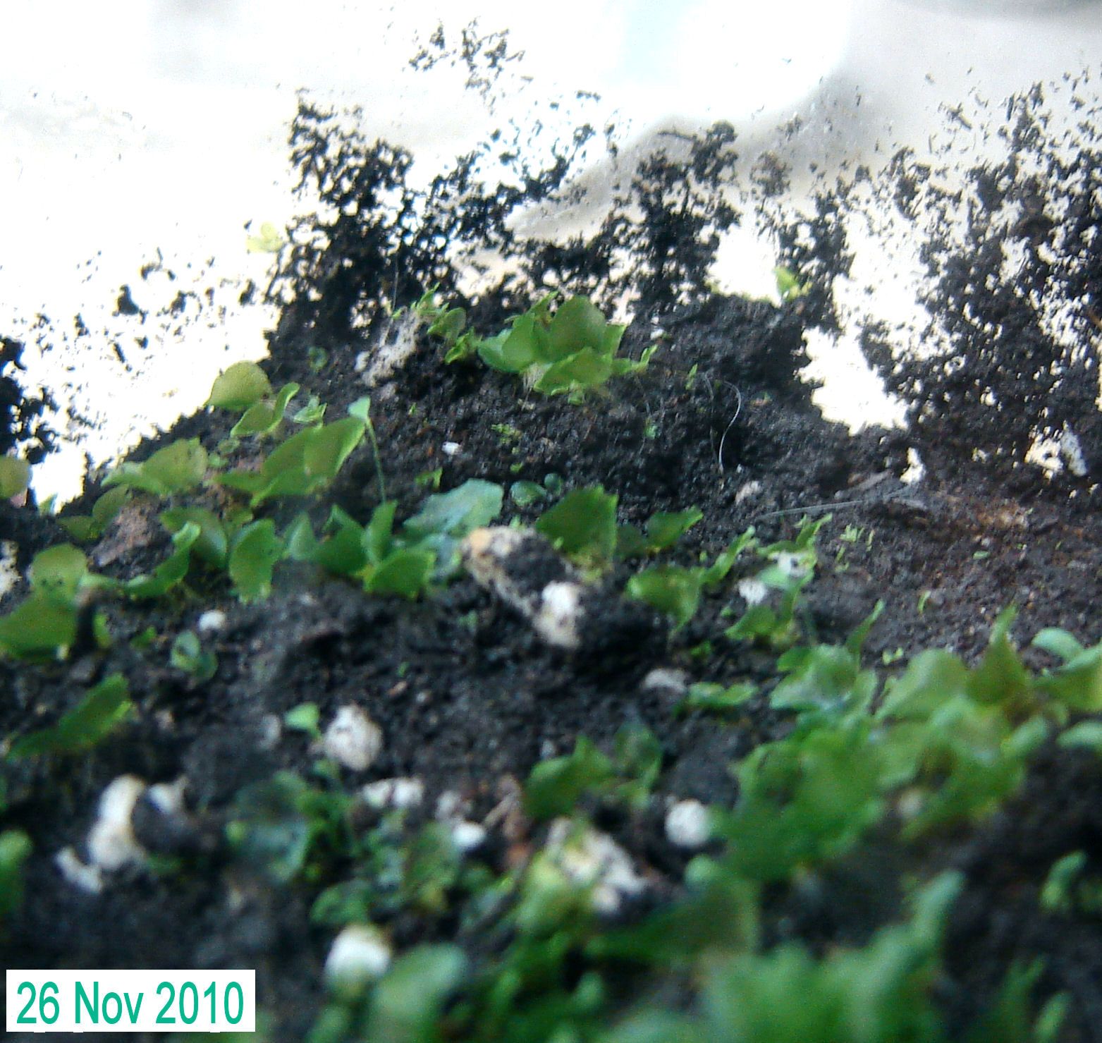 How to Grow Ferns From Spores (with Pictures) - Instructables