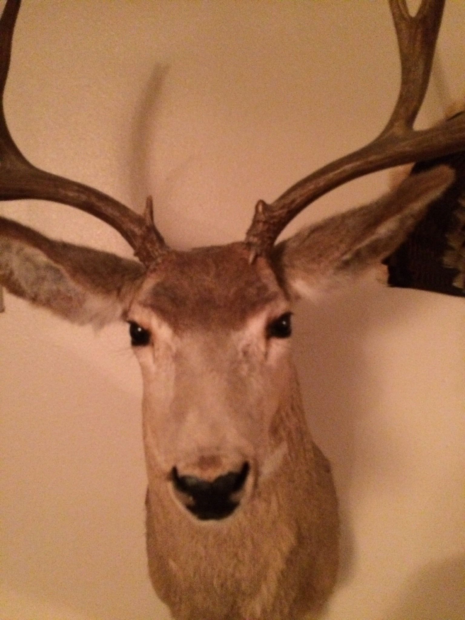 How to Tan a Hide : 8 Steps - Instructables