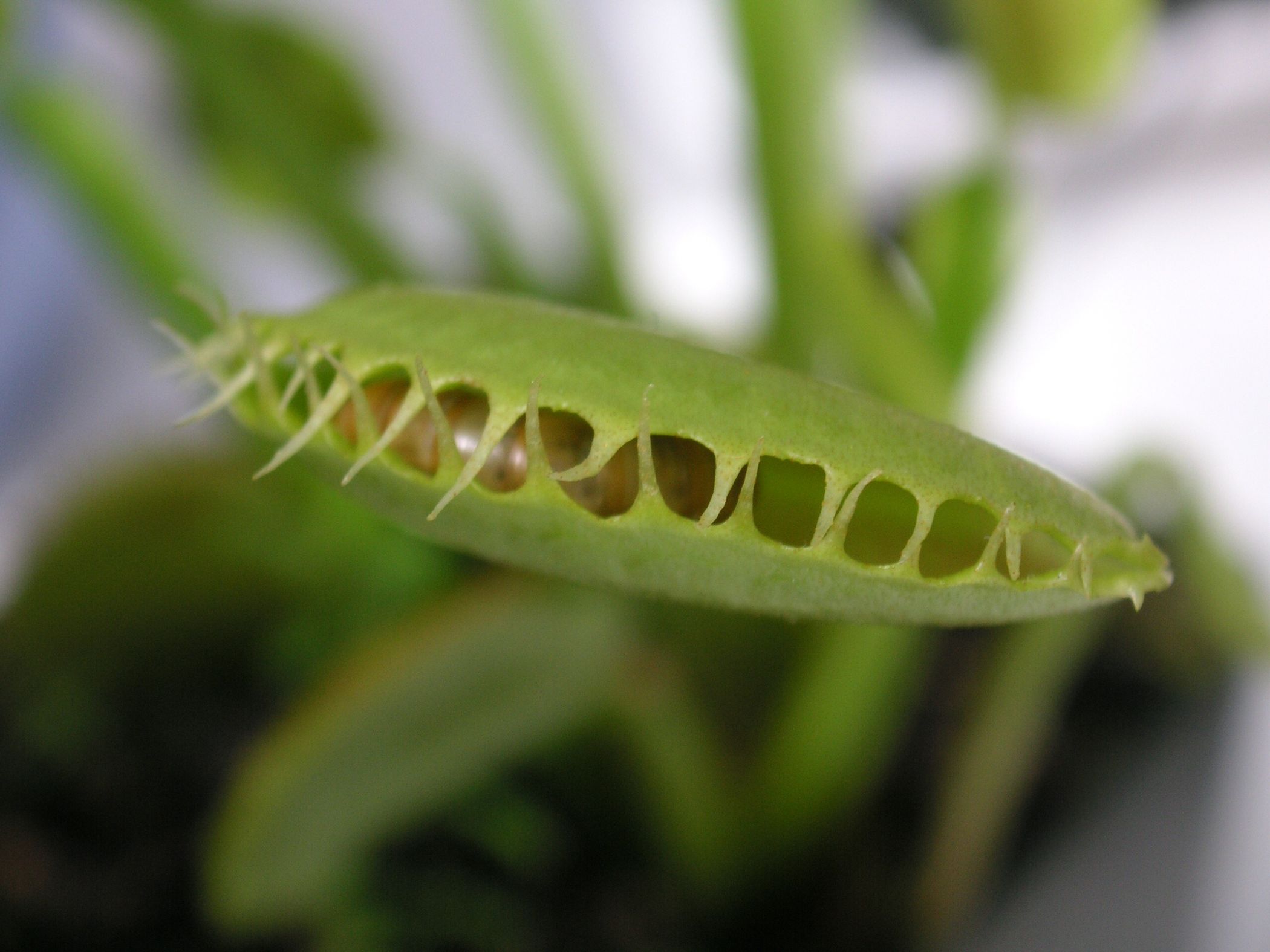 How to Plant Bug Eating Plants : 7 Steps - Instructables