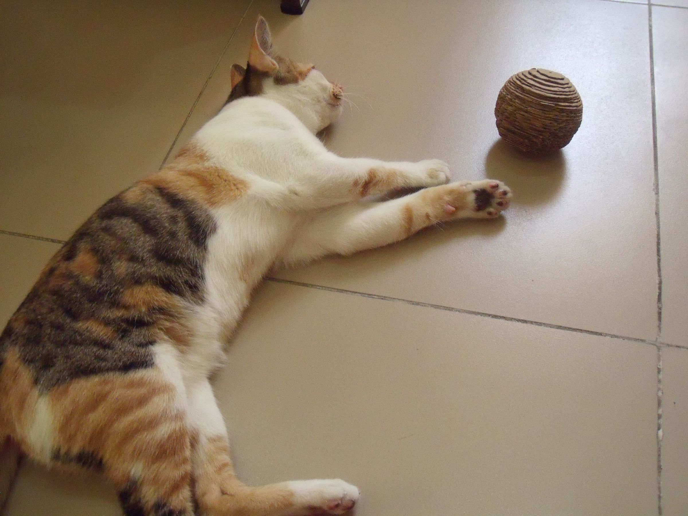 DIY Eco Friendly Cardboard Ball for Cat : 4 Steps (with Pictures ...