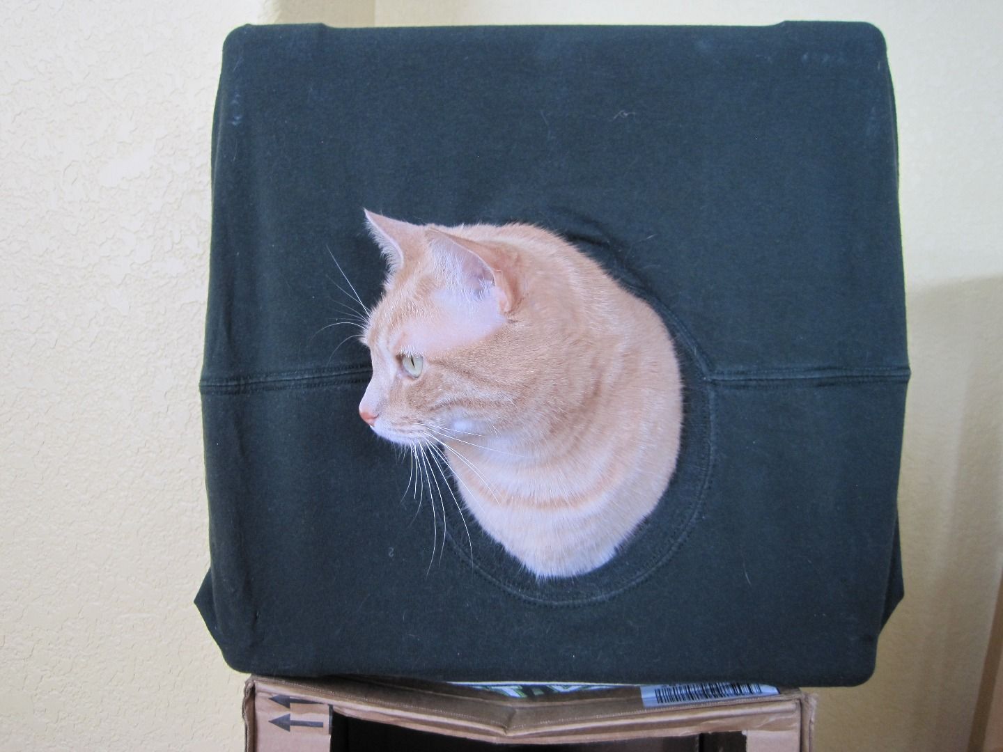 PVC Kitty Condo : 4 Steps (with Pictures) - Instructables